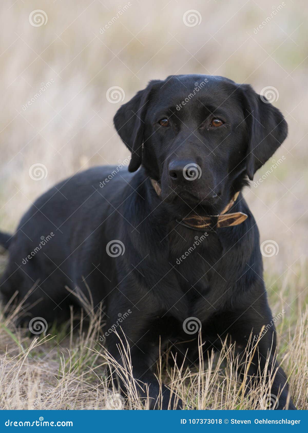 A Black Labrador Retriever Laying Down in the Grass Stock Photo - Image ...