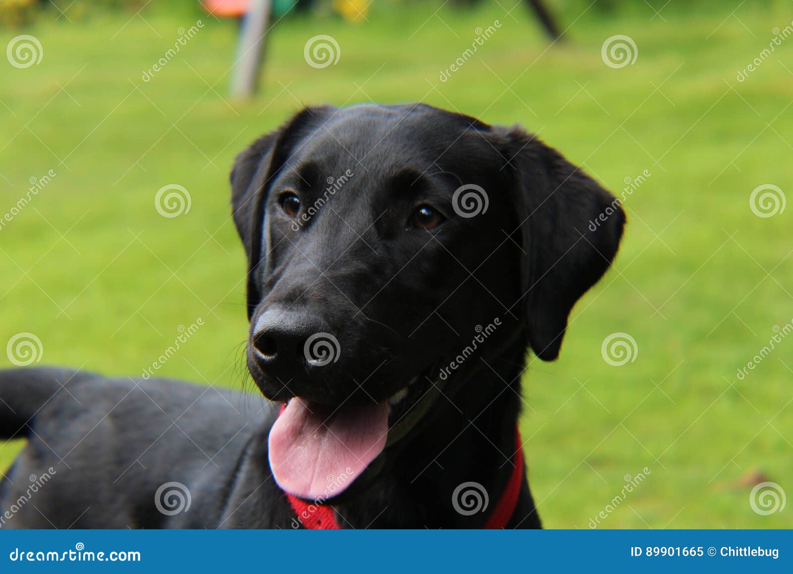 Black lab stock image. Image of black, rain, drops, labrador - 89901665