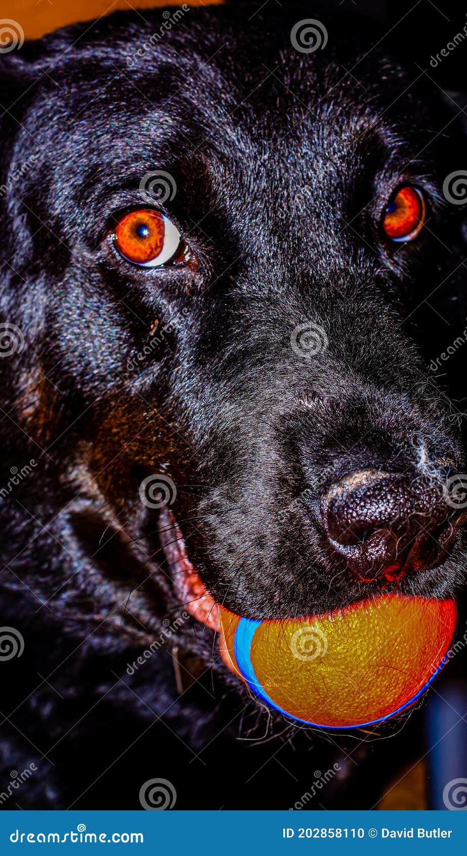 Black Lab Playing with a Ball. Calgary Alberta Canada Stock Photo ...