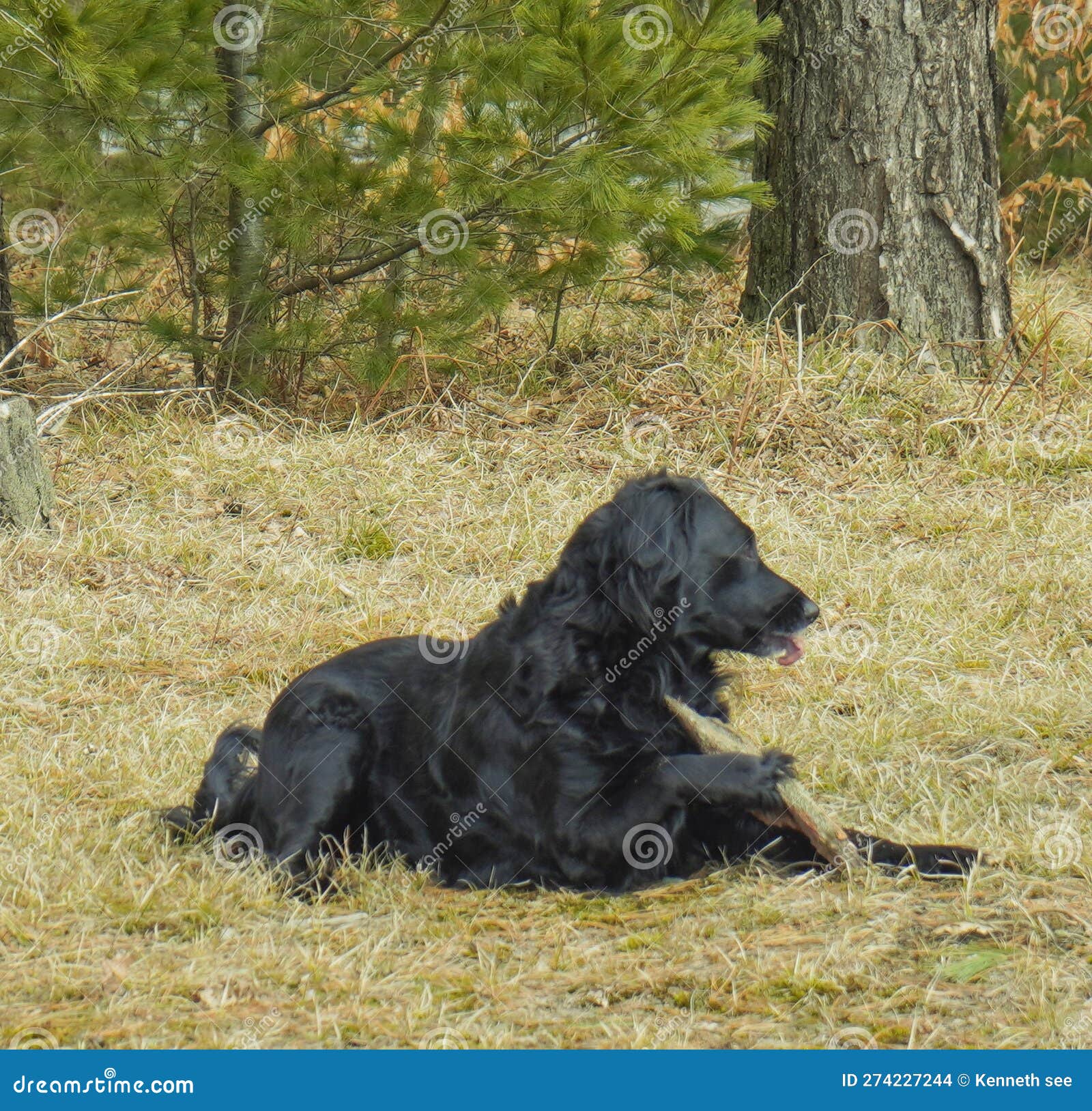Black Lab Playing Outdoors with Her Stick Stock Photo - Image of ...