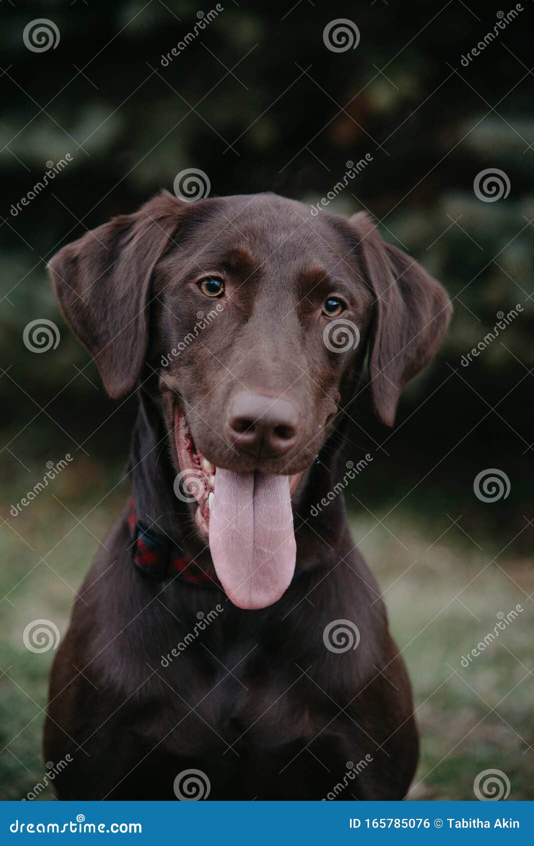 Medium Dog Portrait Black Lab Stock Photo - Image of medium, owners ...