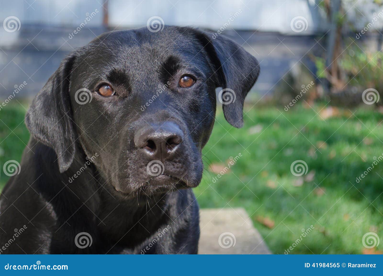Black lab stock image. Image of alert, drool, friend - 41984565