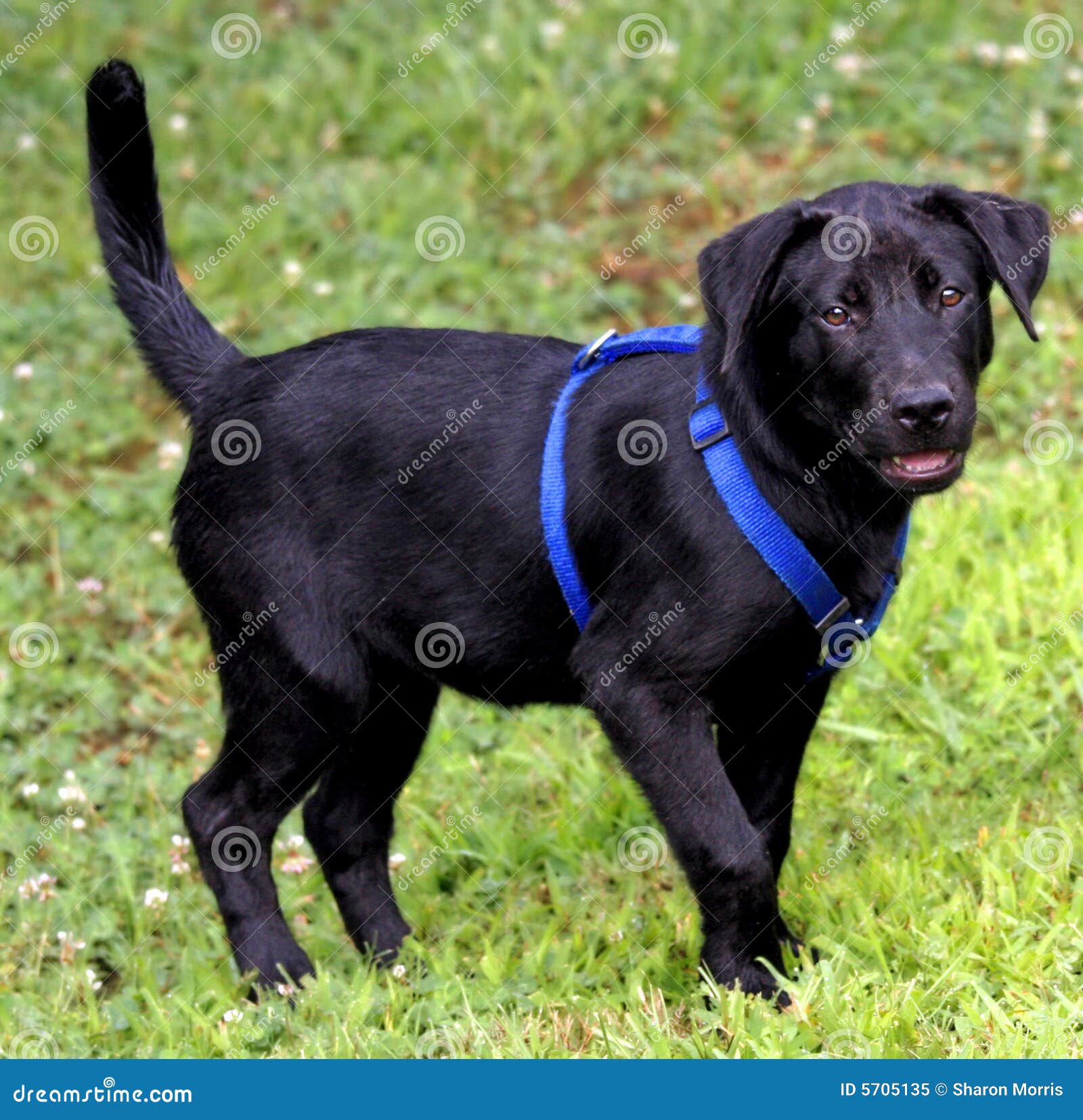 Black Lab Pup stock image. Image of adoption, spade, harness - 5705135