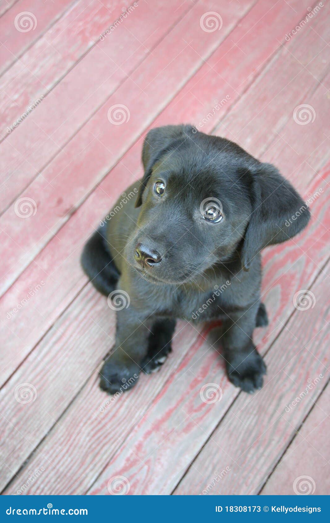 Black lab puppy stock image. Image of background, sitting - 18308173