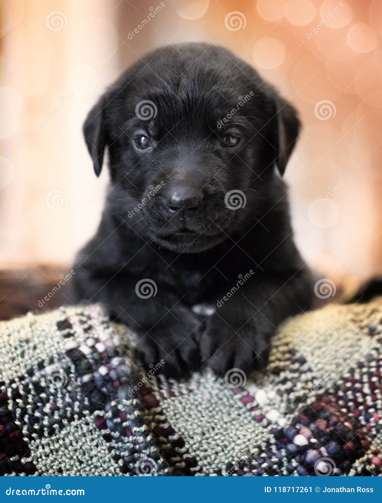 Black lab puppy stock image. Image of white, back, state - 118717261