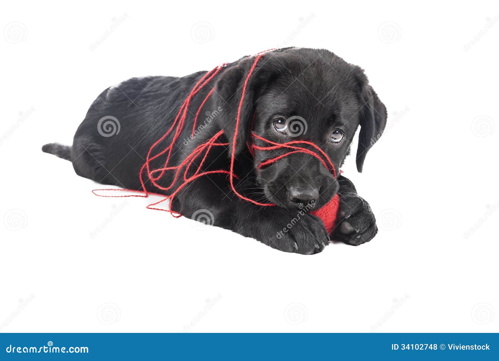 Black Lab Puppy, Two Months Old Stock Photo - Image of yong, studio ...