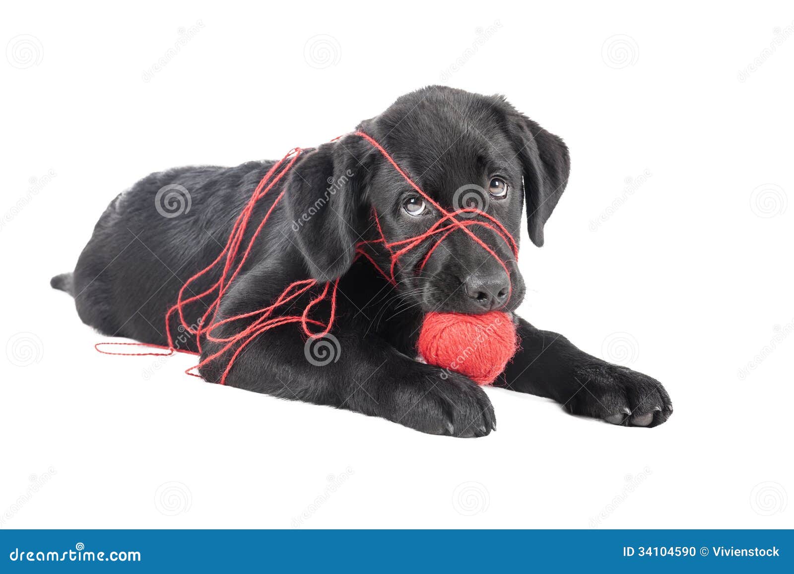Black Lab Puppy, Two Months Old Stock Photo - Image of retriever, puppy ...