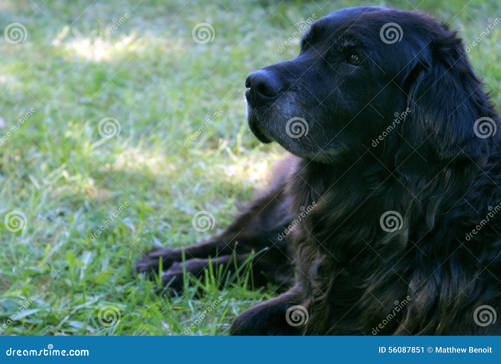 Black Lab stock image. Image of loyalty, outside, gentle - 56087851