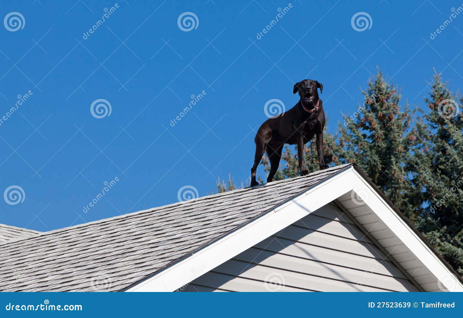 Black Lab Roof Stock Photos - Free & Royalty-Free Stock Photos from ...