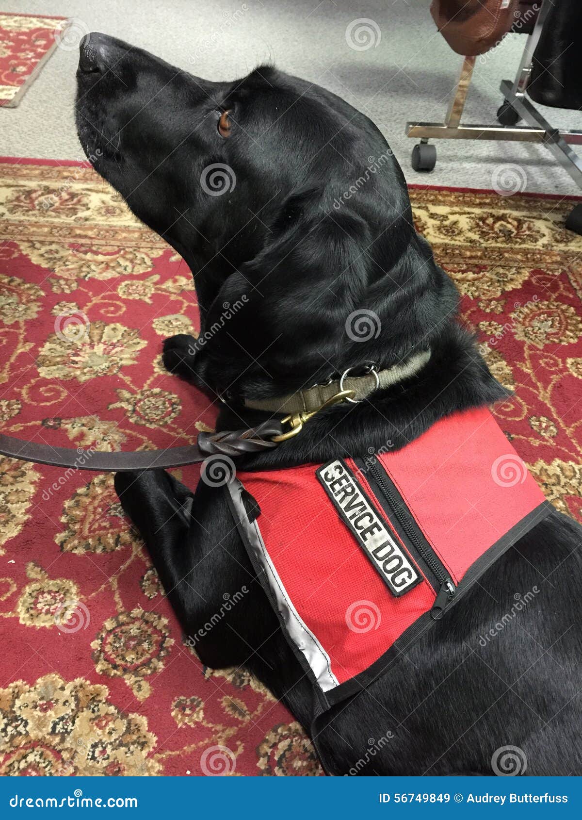 Black lab service dog stock image. Image of checking - 56749849