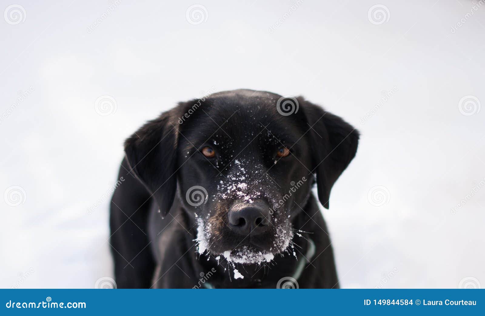 Black Lab with Snow on Face with Snow Background Stock Photo - Image of ...