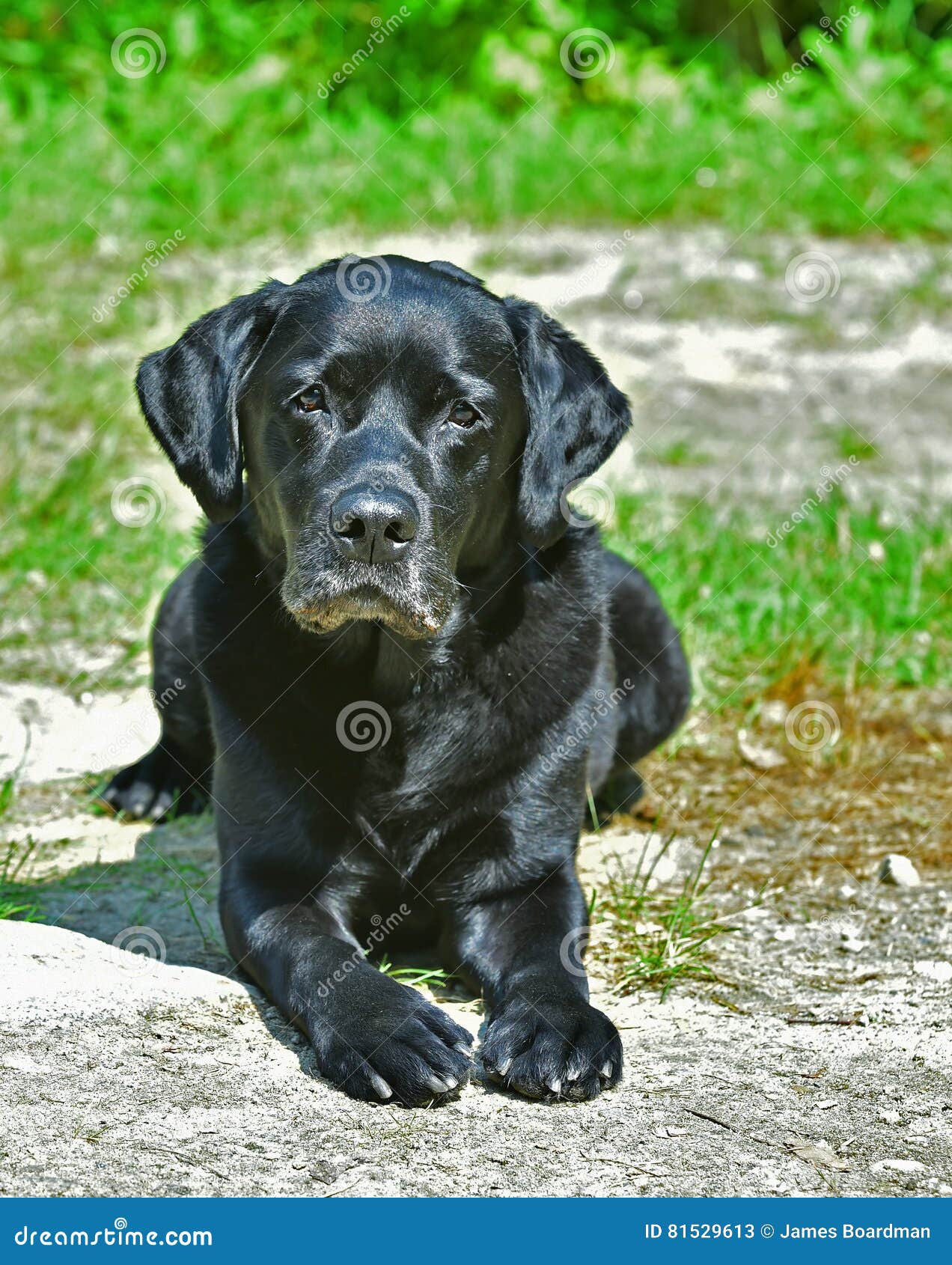 Black Lab Soaking Up the Sun on Summers Day HDR Stock Image - Image of ...