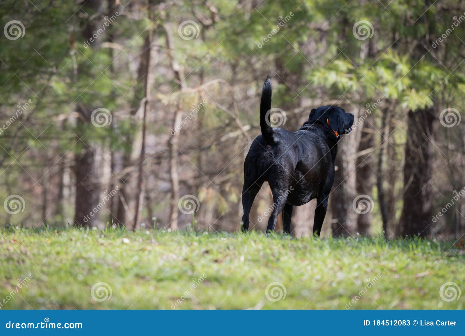 Black Lab Standing on Grass in Front of Trees. Stock Image - Image of ...