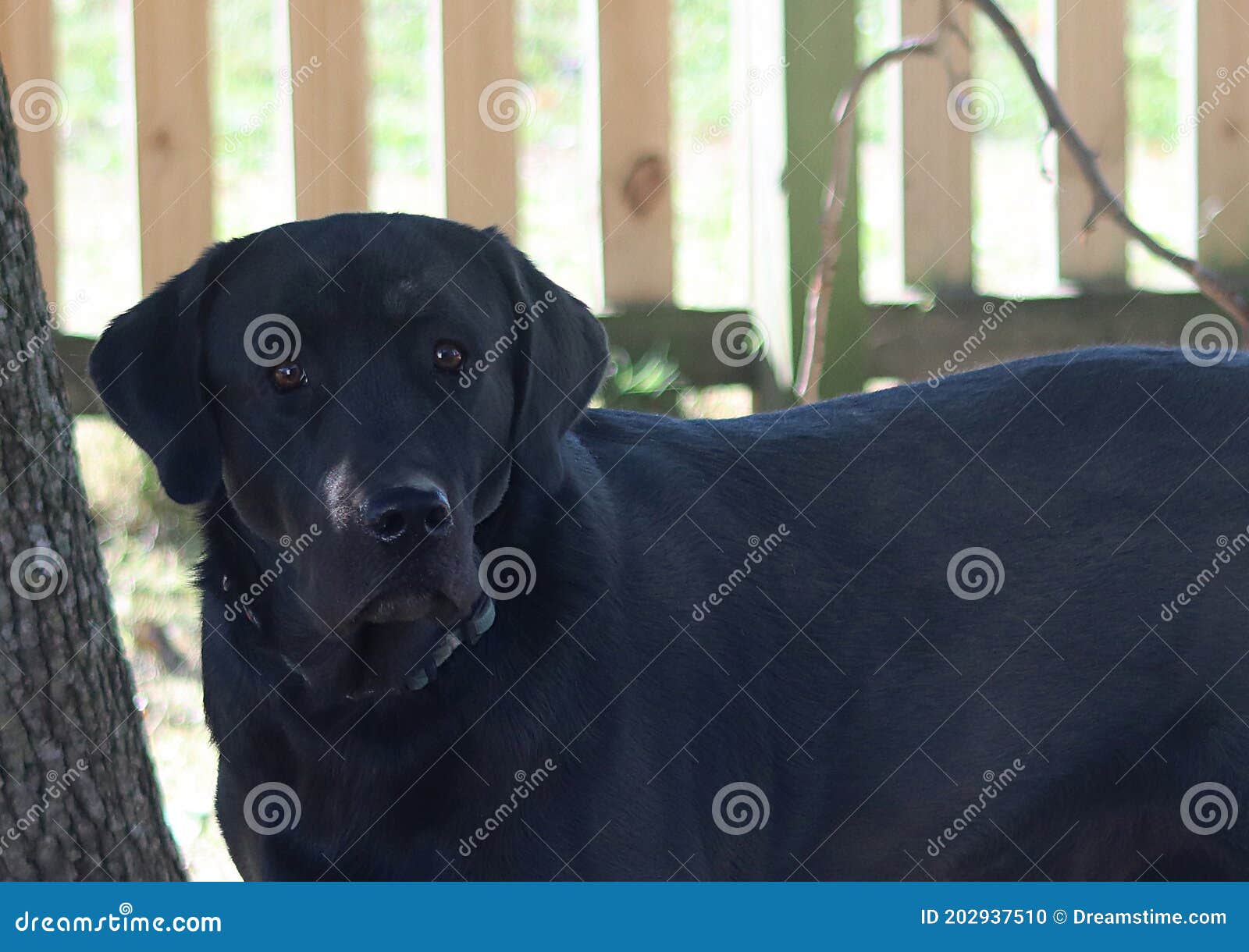 Black Lab by a Tree Inside a Fence Stock Photo - Image of blue, puppy ...