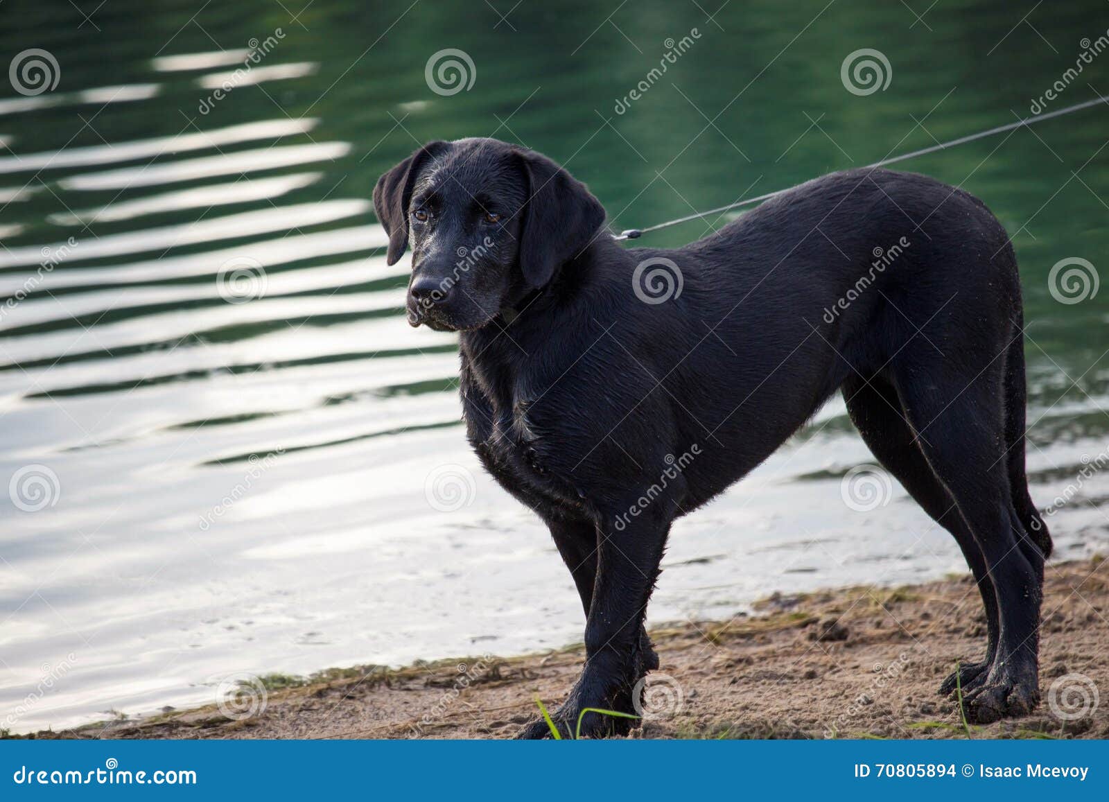 Black Lab stock photo. Image of bark, walking, nose, black - 70805894