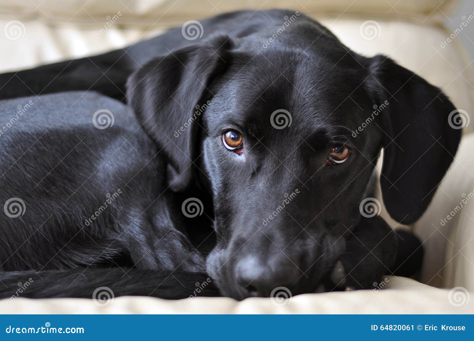 Black Laborador Retriever Dog Stock Image - Image of mammal, friend ...