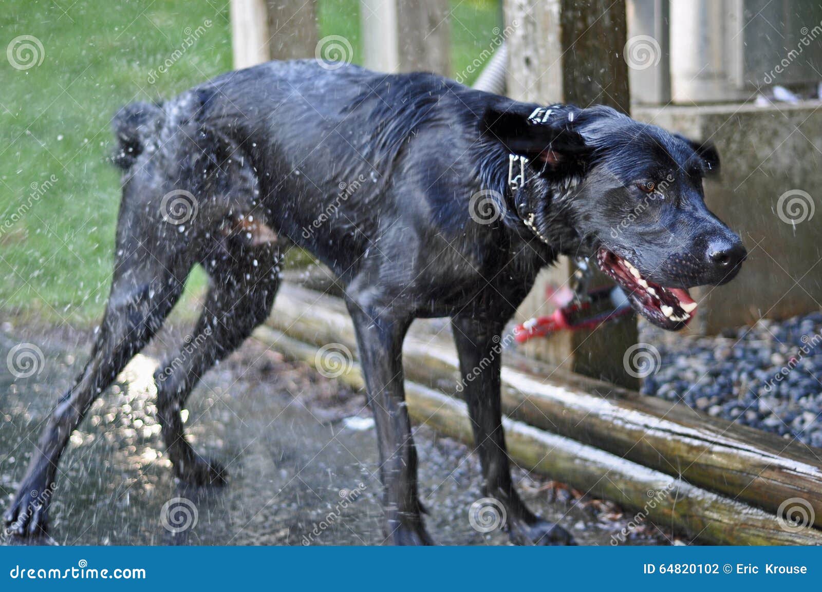 Black Laborador Retriever Dog Stock Photo - Image of cute, mammal: 64820102
