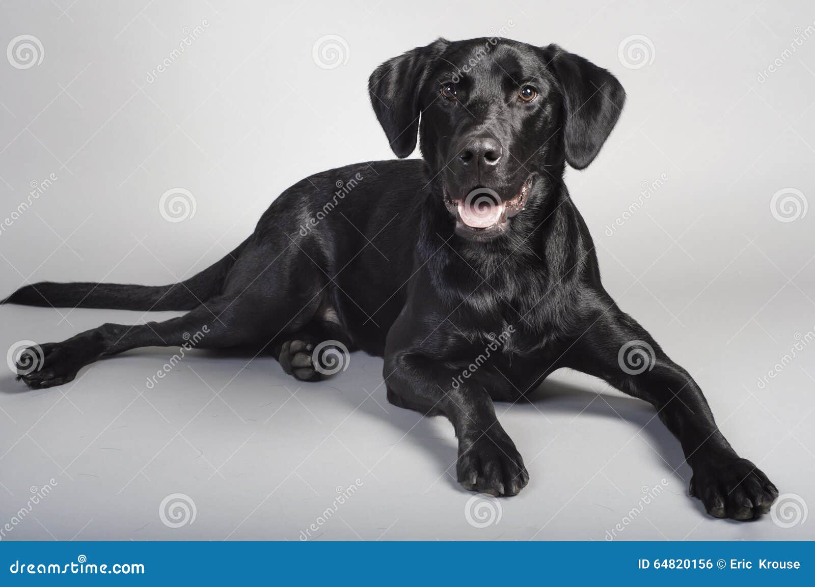Black Laborador Retriever Dog Stock Photo - Image of close, white: 64820156