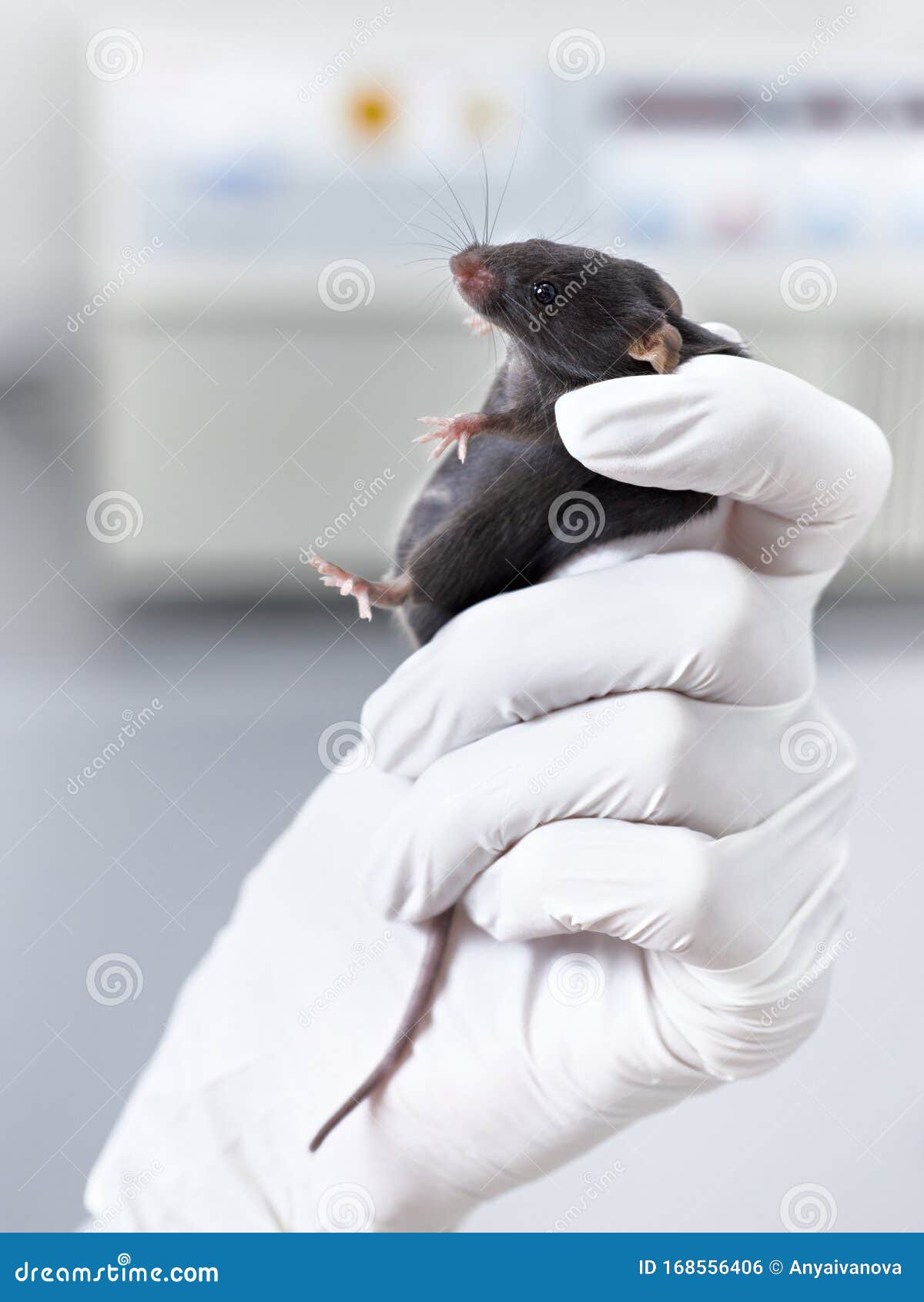 Black Laboratory Mouse Immobilized in a Gloved Hand of a Scientist or ...