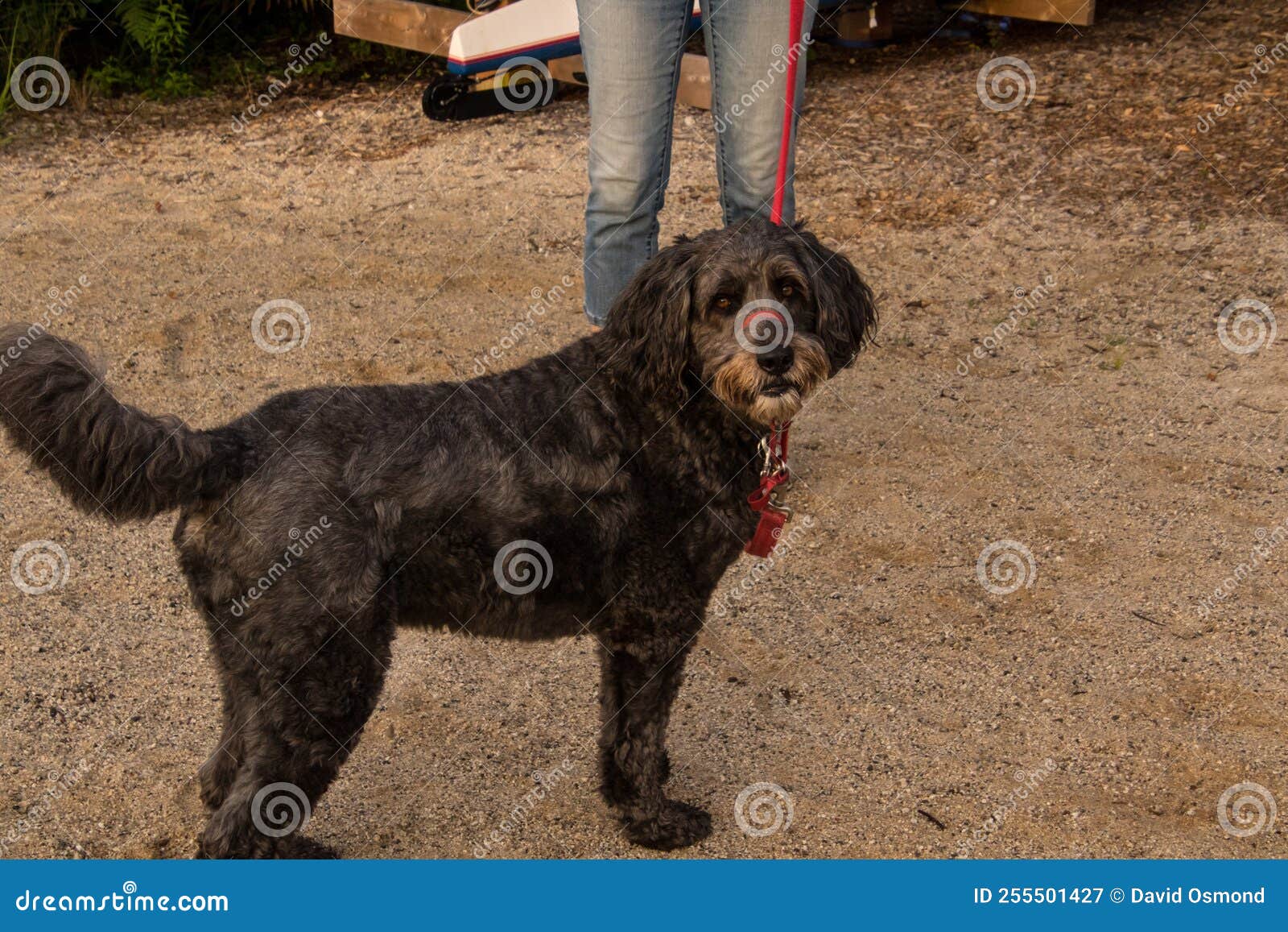 A Black Labradoodle Standing on Sand Stock Image - Image of nature ...