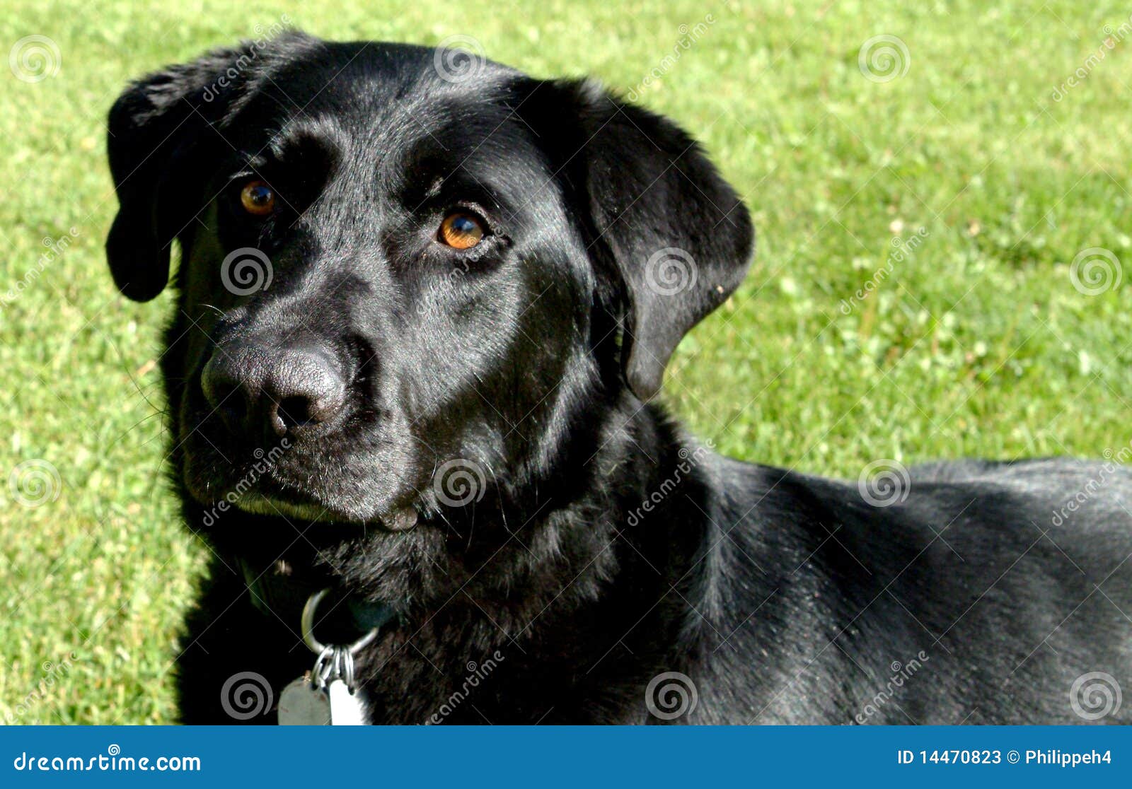 Black labrador stock image. Image of animal, stare, mammal - 14470823