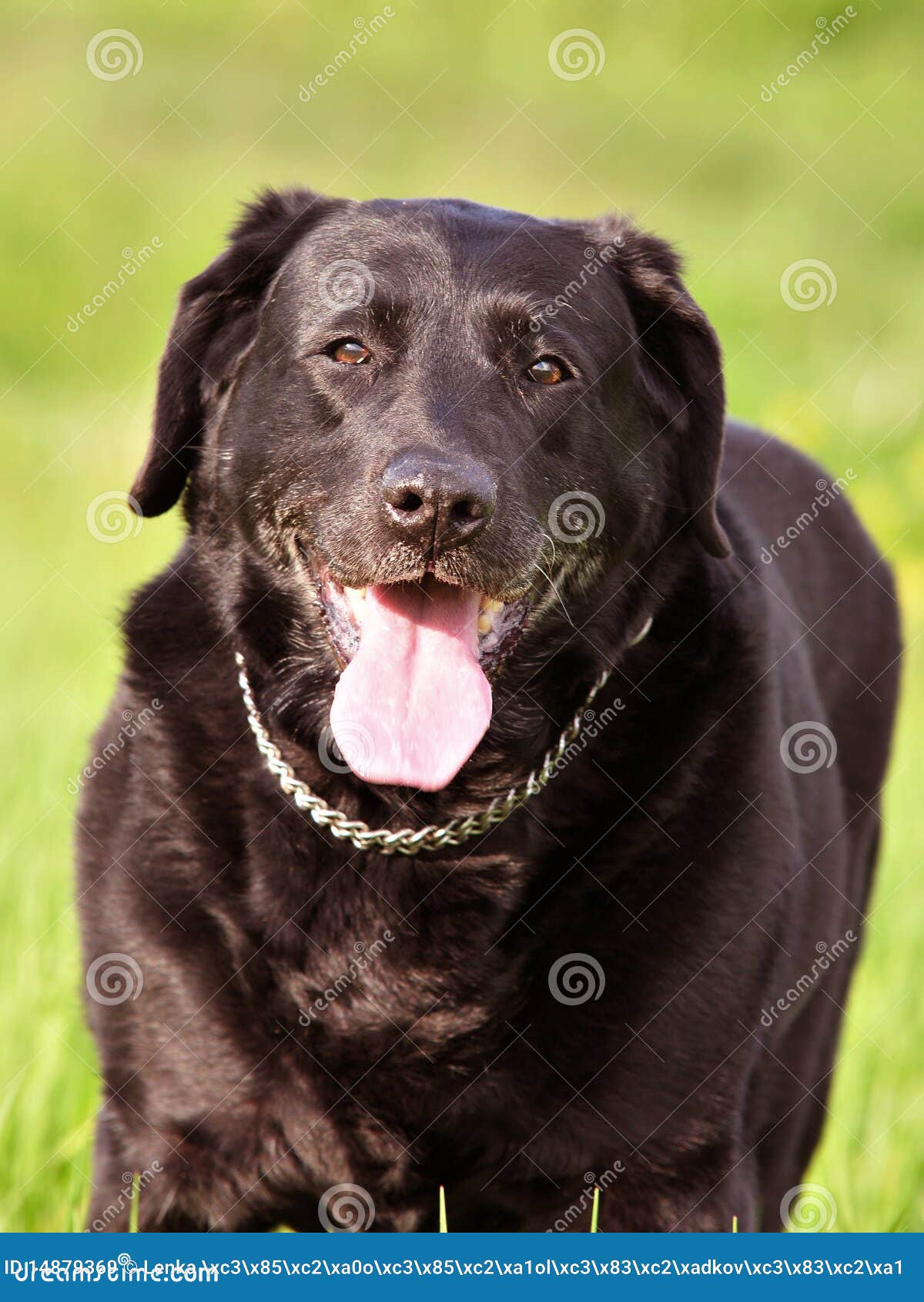 Black labrador stock image. Image of garden, nature, resting - 14879369