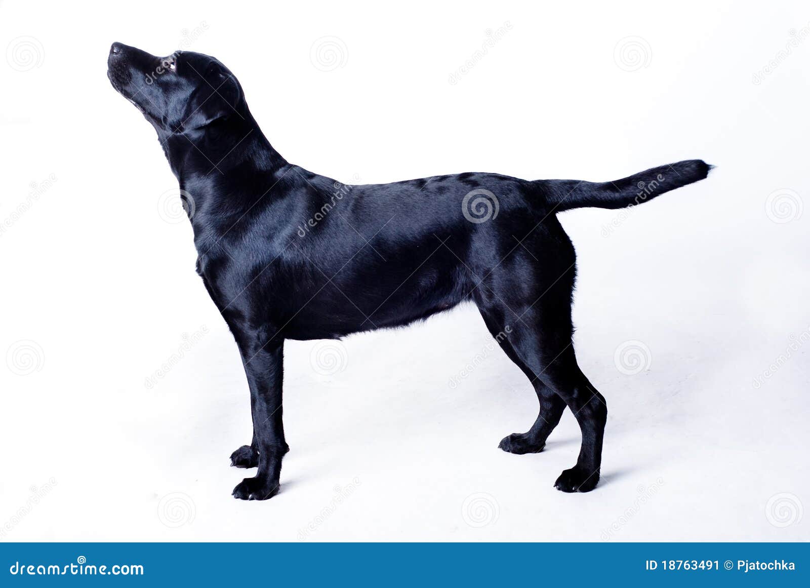 Black labrador stock image. Image of look, obidience - 18763491