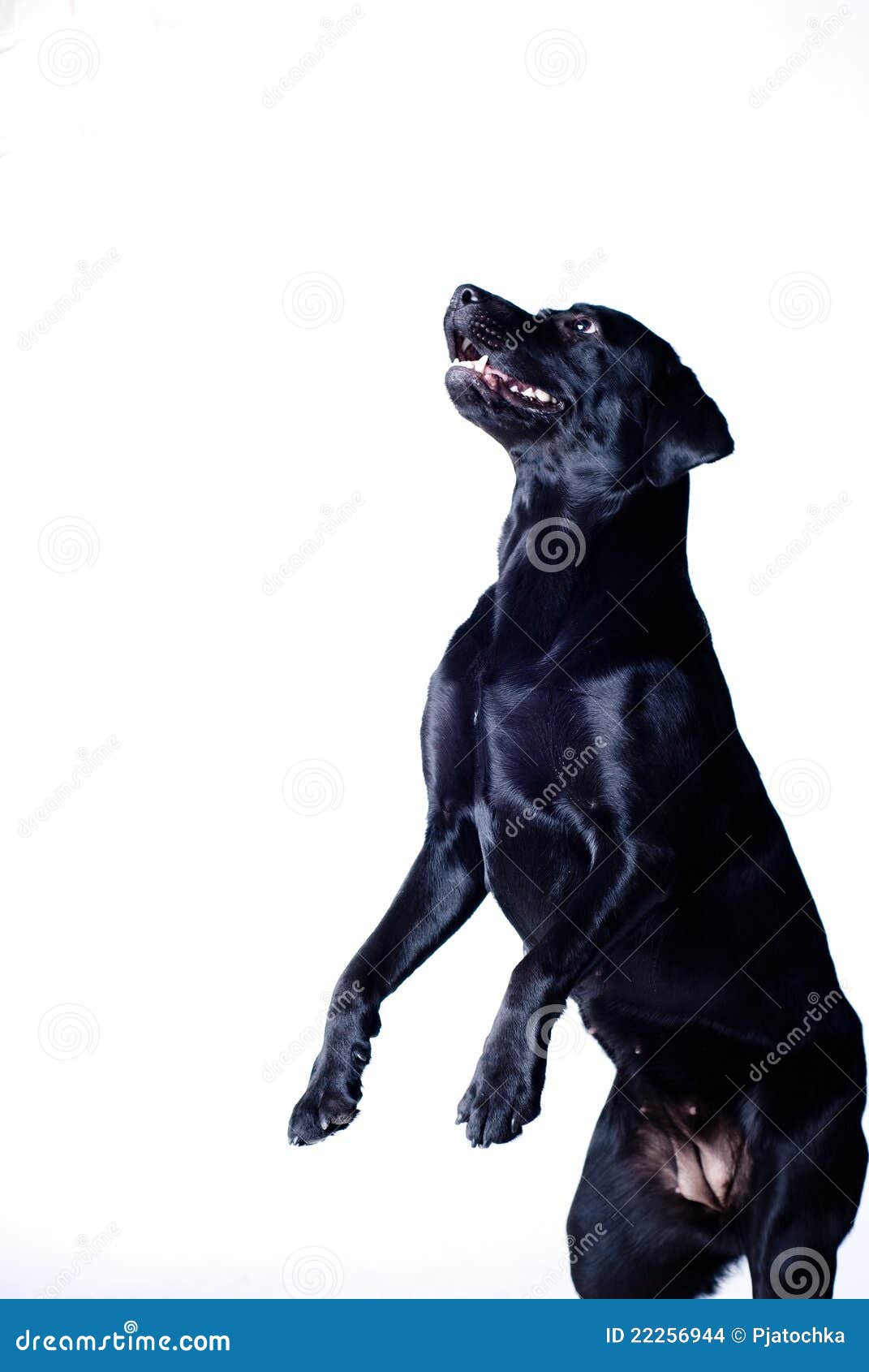 Black Labrador Begging Stock Photos - Free & Royalty-Free Stock Photos ...