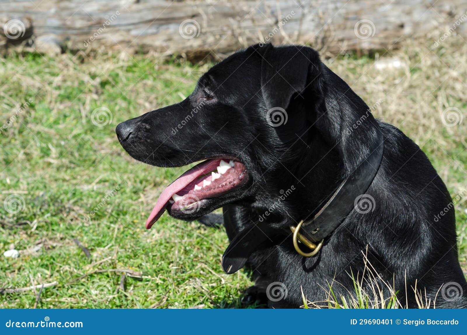 Black labrador stock image. Image of language, color - 29690401