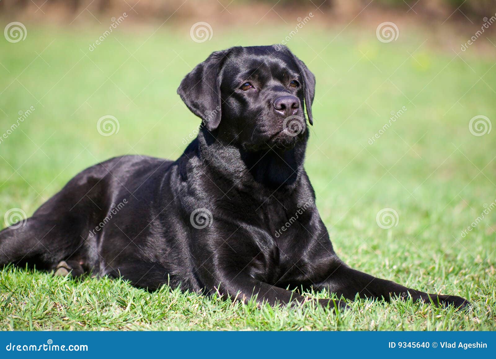 Black labrador stock photo. Image of pets, playful, green - 9345640