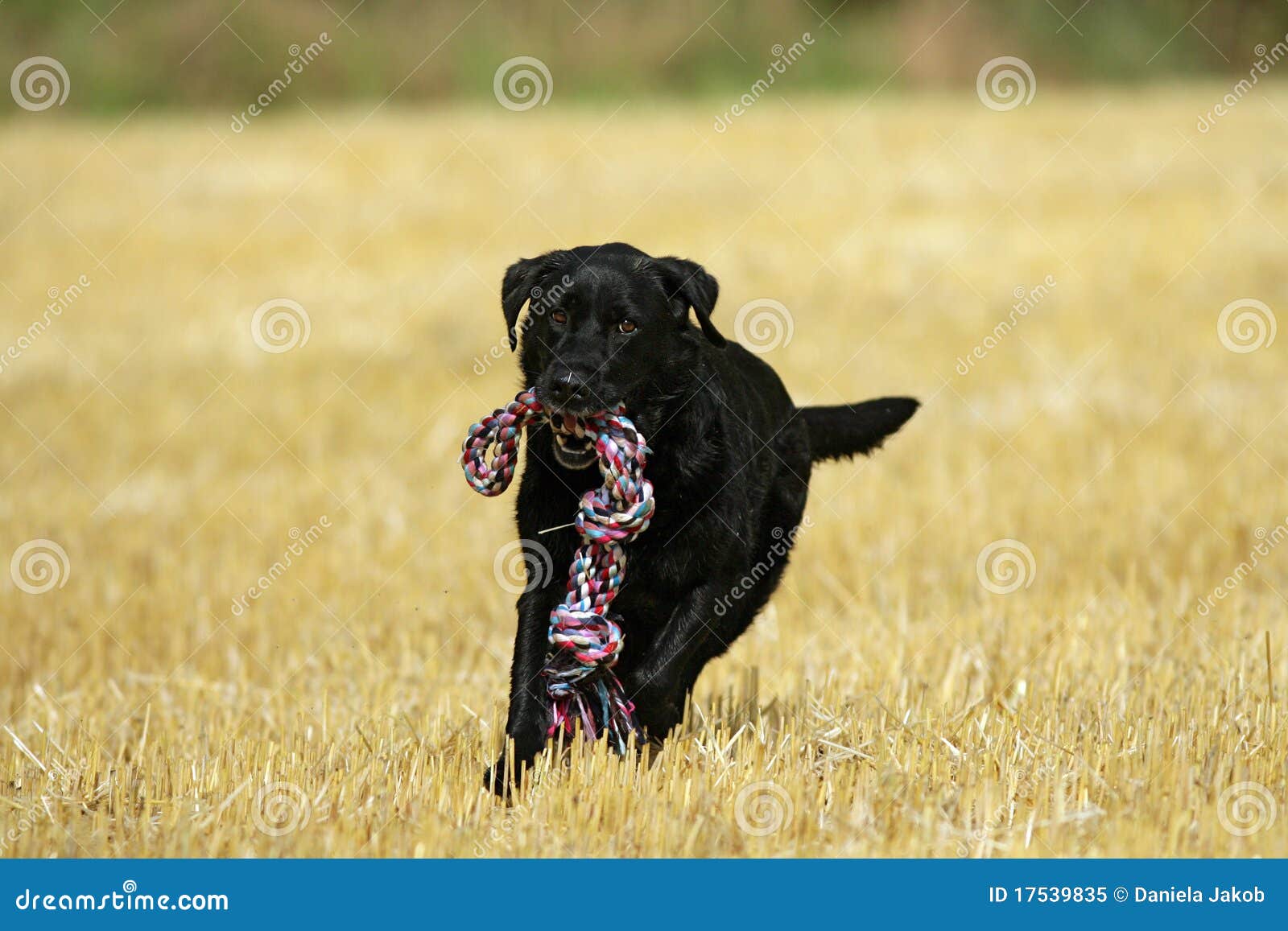 Black Labrador action stock image. Image of animal, close - 17539835