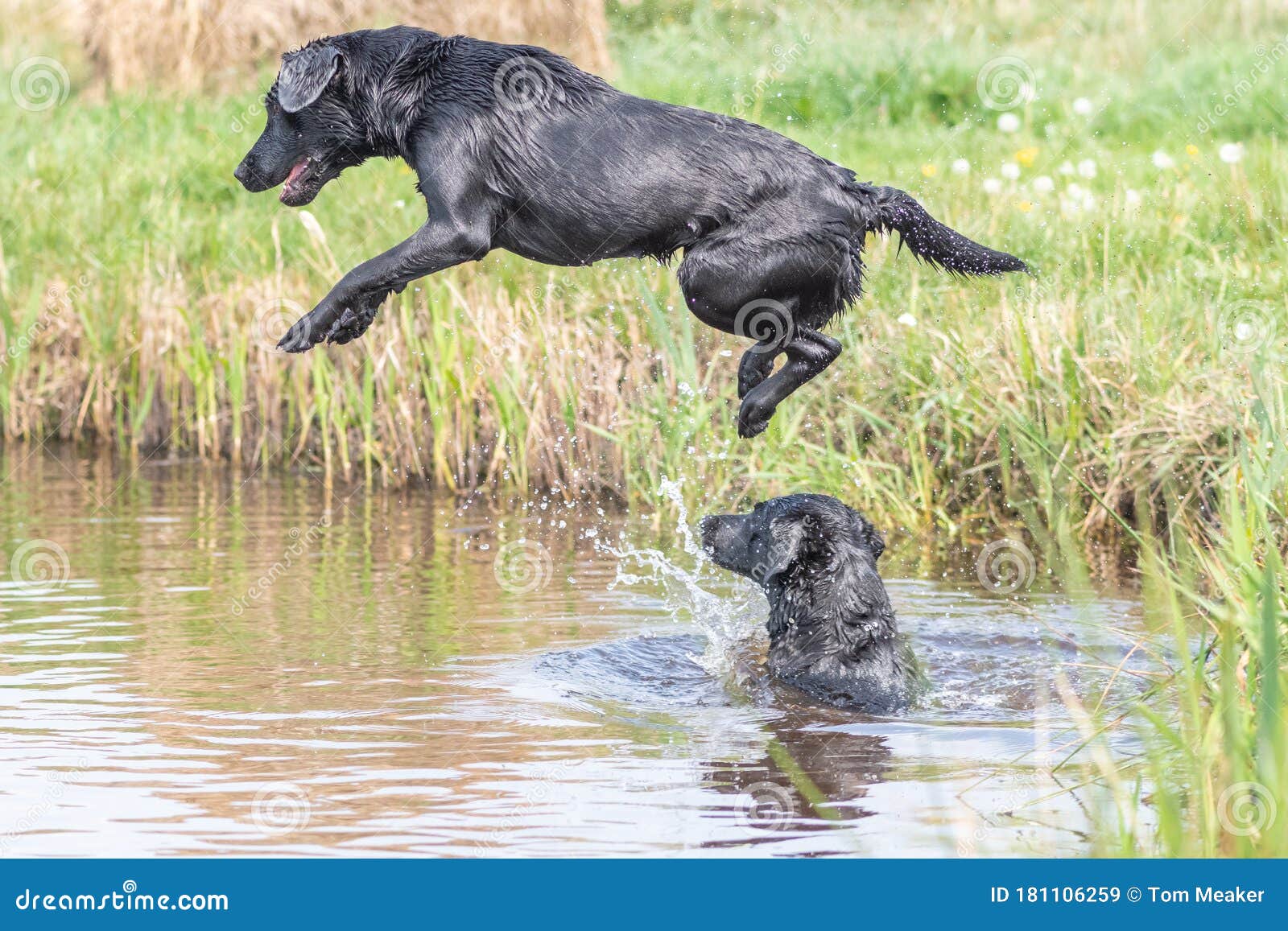 Black Labrador stock image. Image of pets, jumping, closeup - 181106259