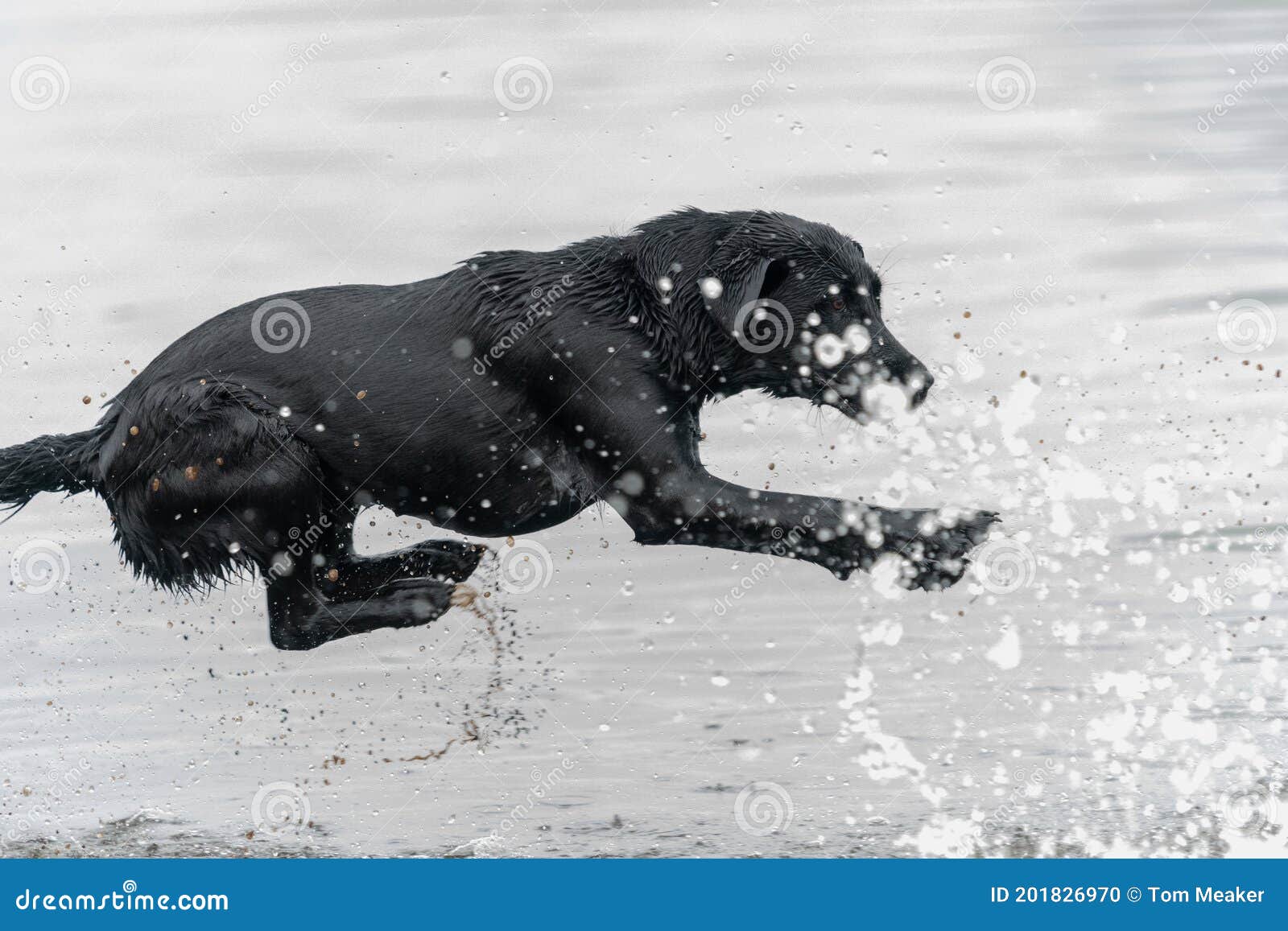 Black Labrador stock photo. Image of energetic, outdoor - 201826970