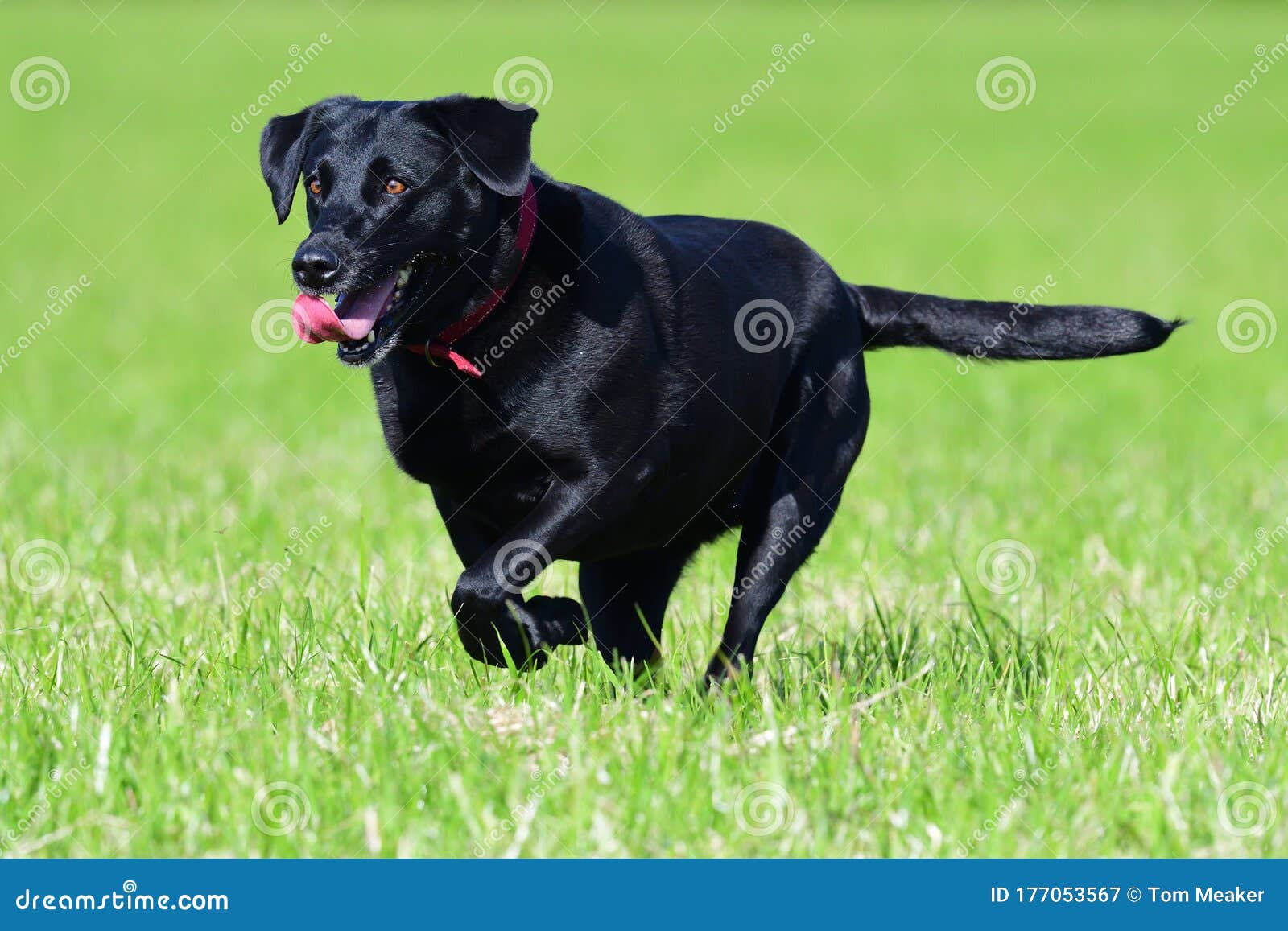 Black Labrador stock image. Image of people, happiness - 177053567