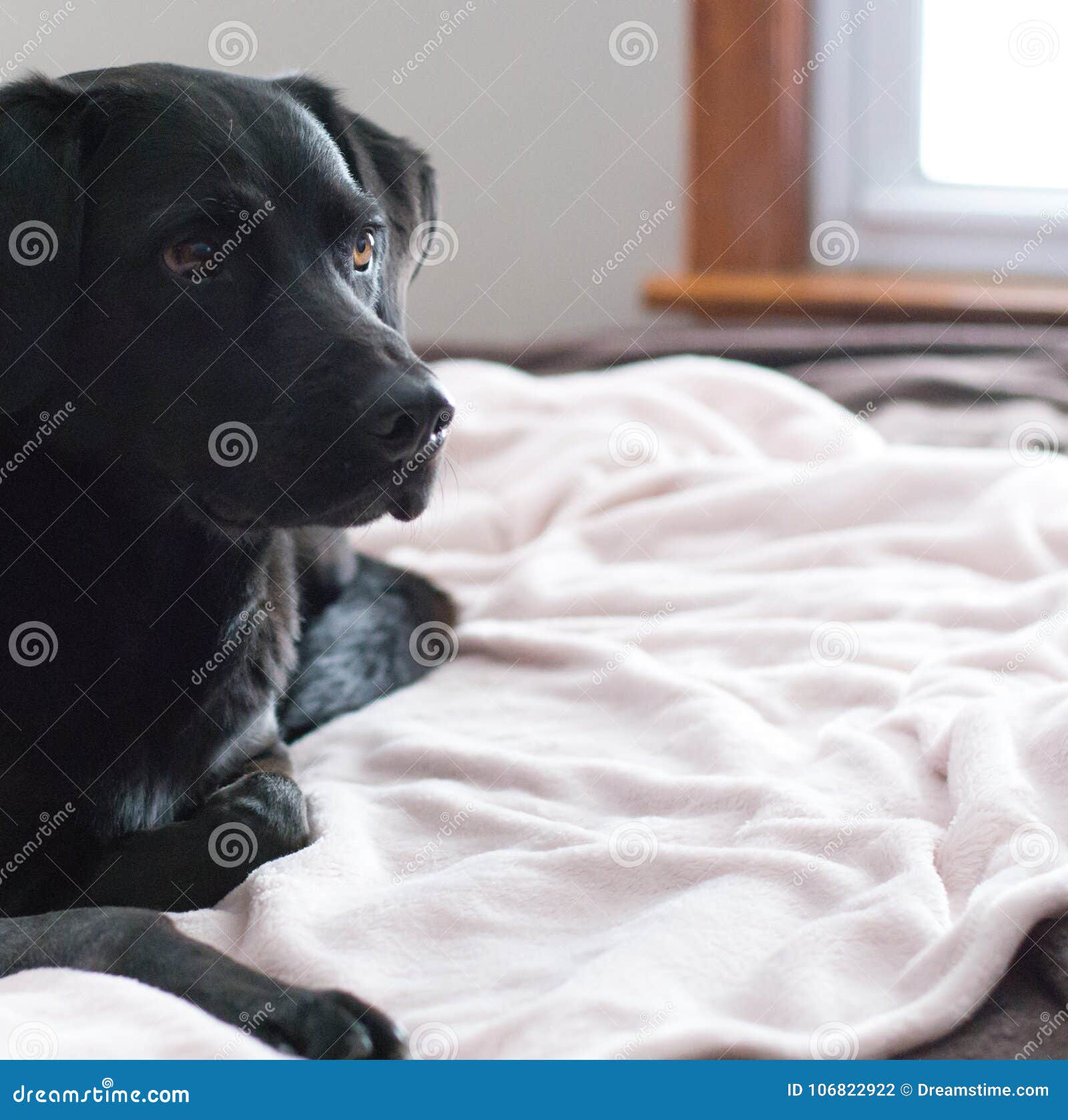 Labrador on bed stock photo. Image of black, blanket - 106822922