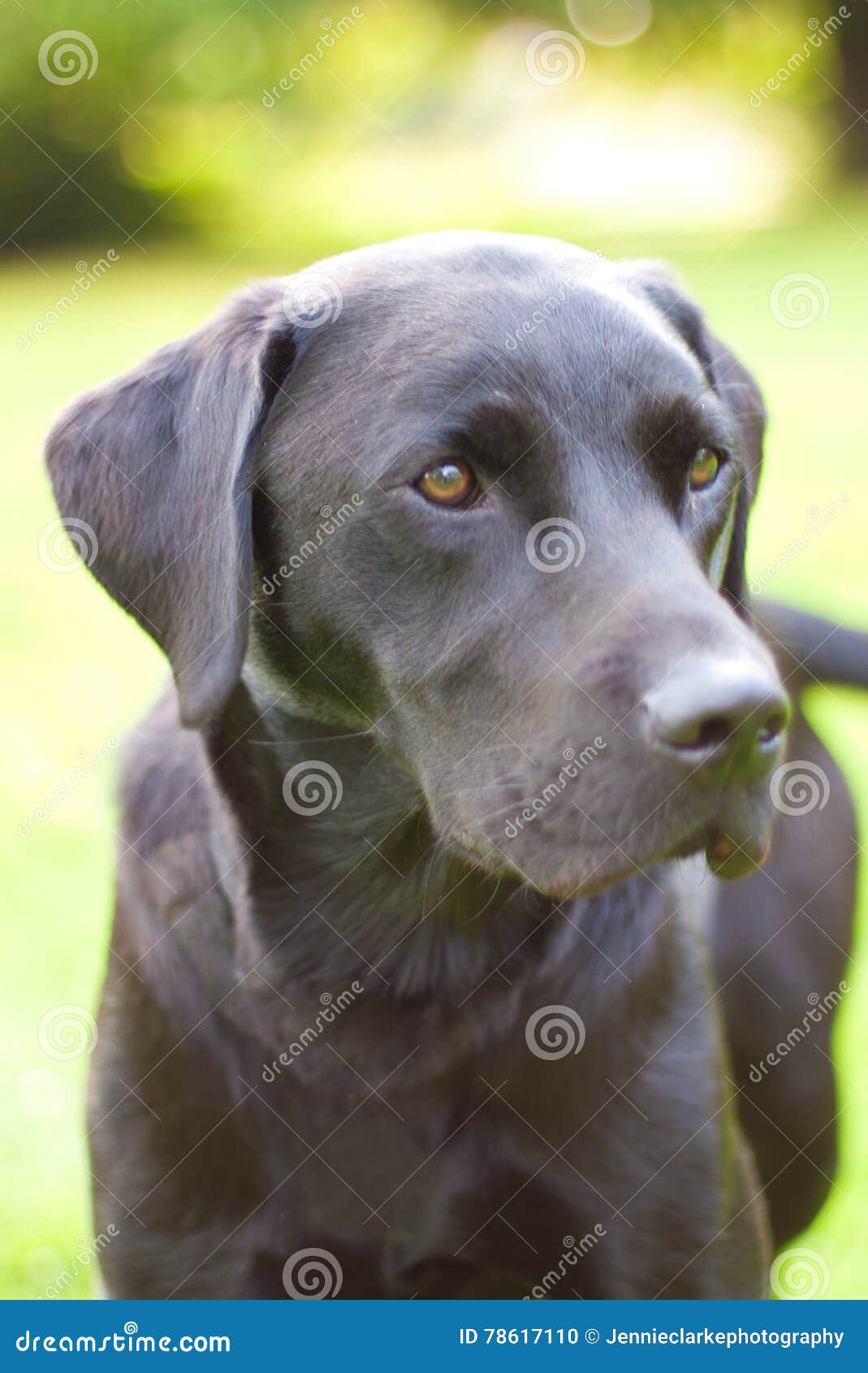 Black Labrador stock photo. Image of face, detail, close - 78617110