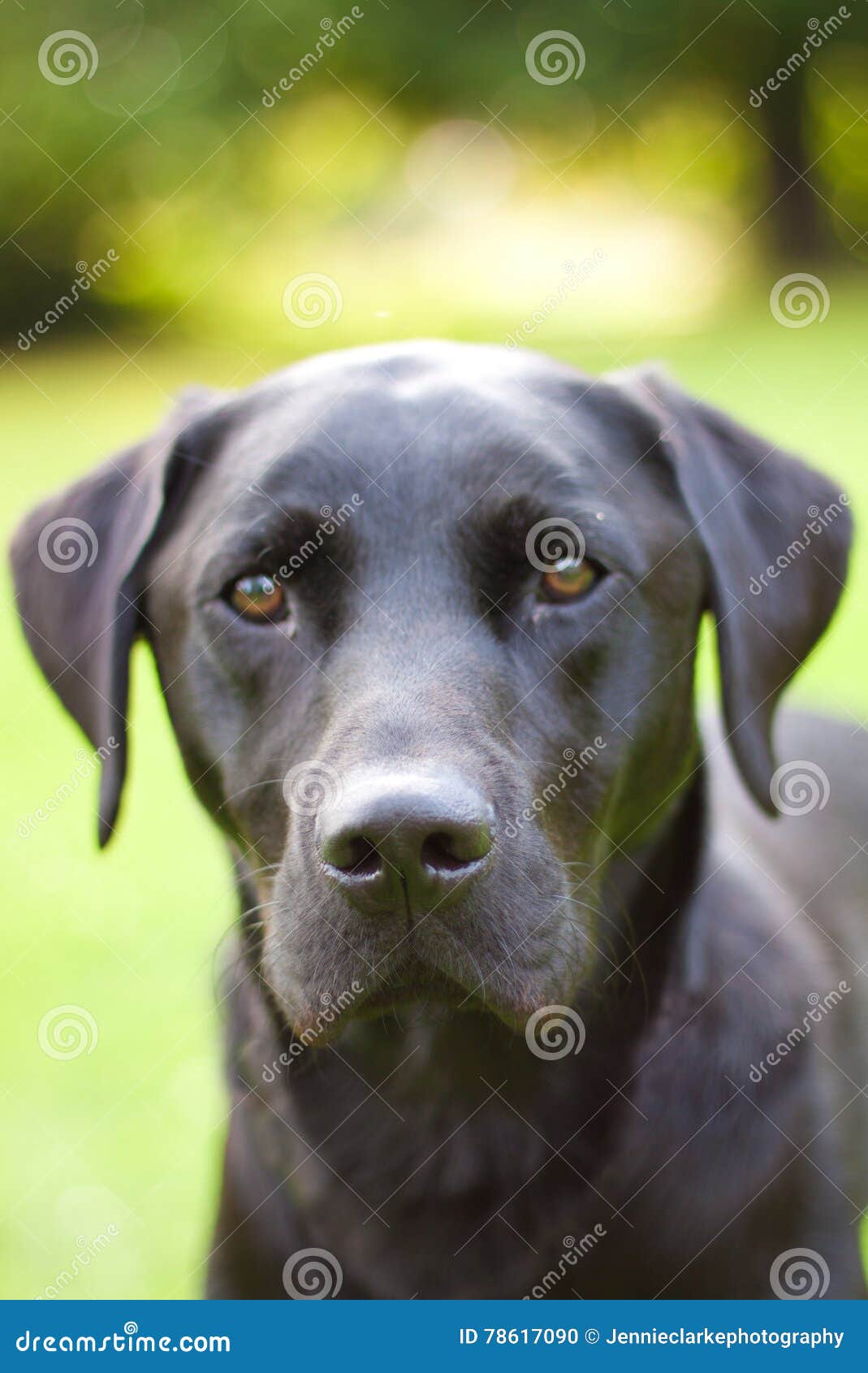 Black Labrador stock photo. Image of black, pedigree - 78617090