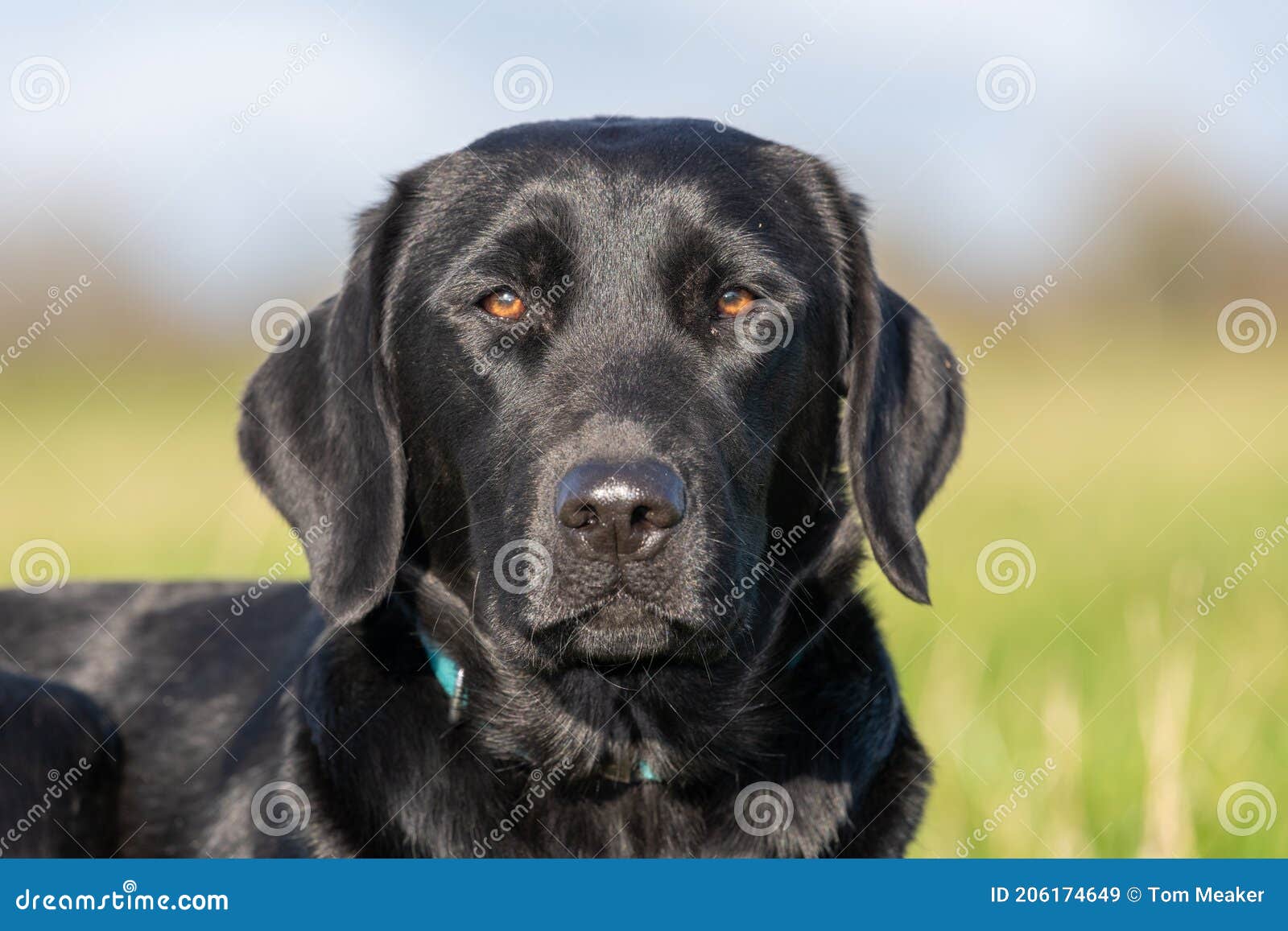 Black Labrador stock image. Image of camera, color, view - 206174649