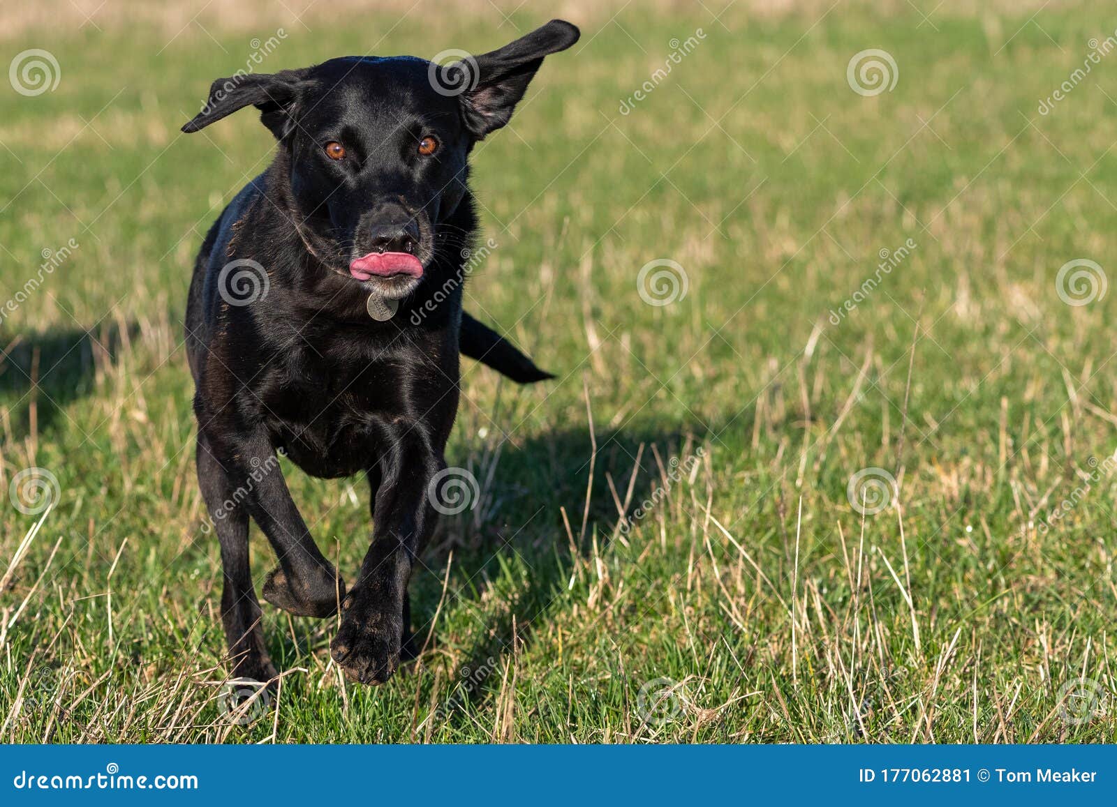 Black Labrador stock image. Image of energetic, canine - 177062881