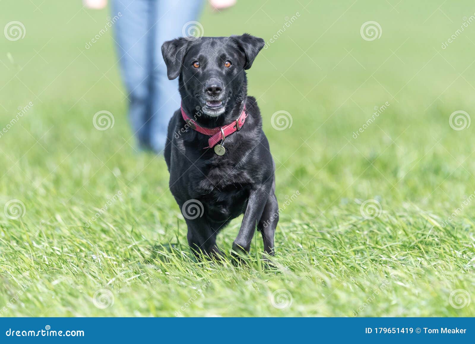 Black Labrador stock image. Image of colour, retriever - 179651419