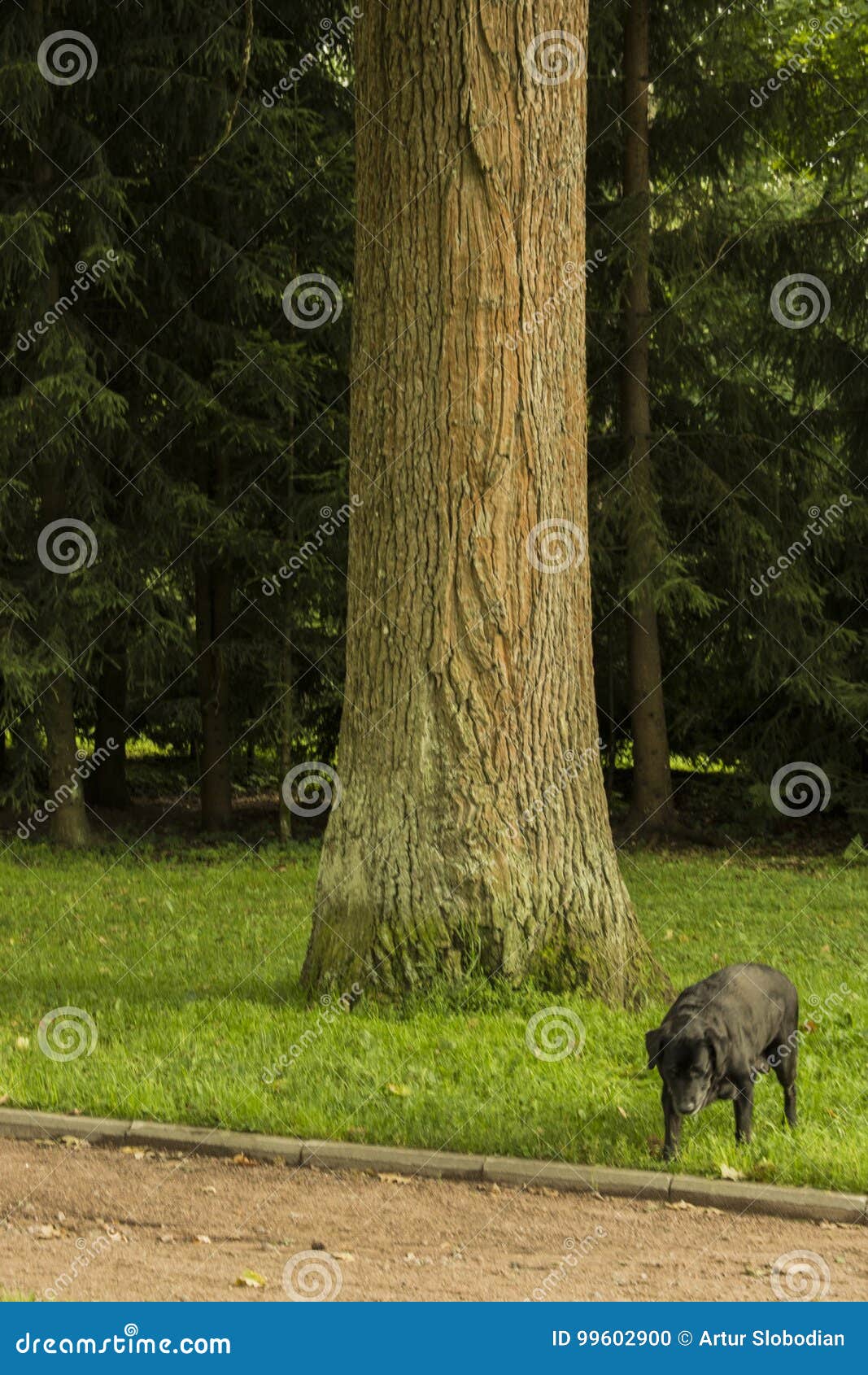 Black Labrador Comes from a Tree Stock Photo - Image of background ...