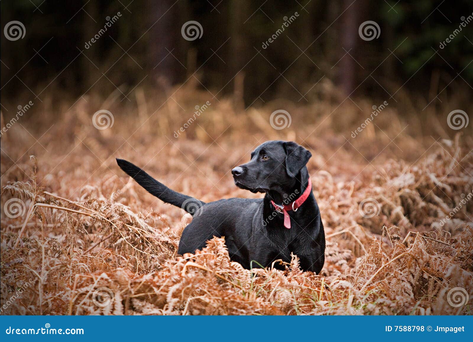 Black Labrador in Countryside Stock Photo - Image of proud, woodland ...