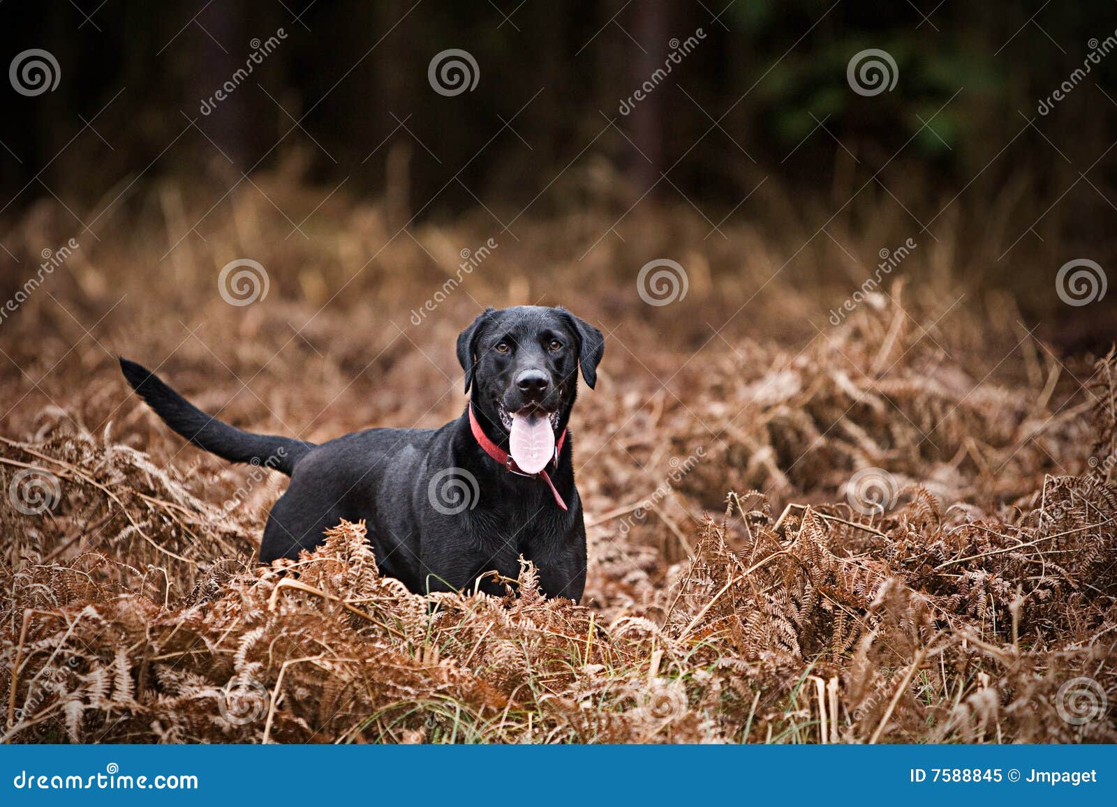 Black Labrador in Countryside Stock Image - Image of woods, woodland ...