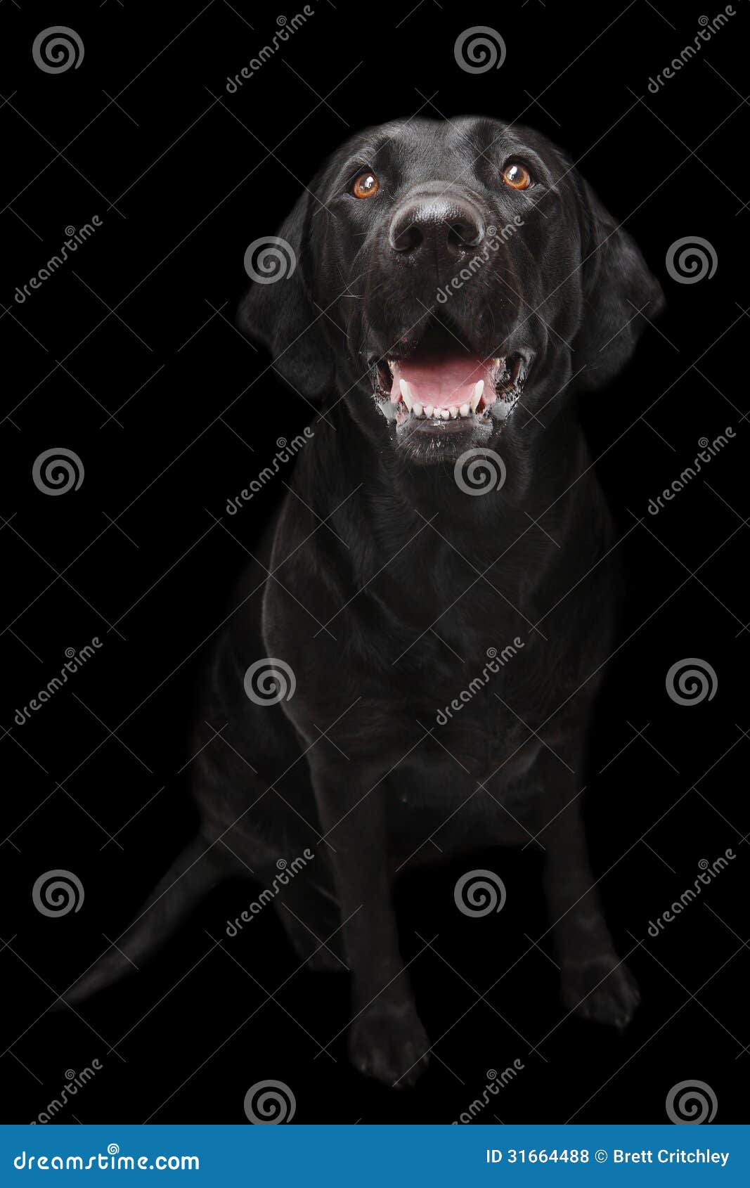 Black Labrador Retriever Dog On Black Background. Natural Warm Side ...