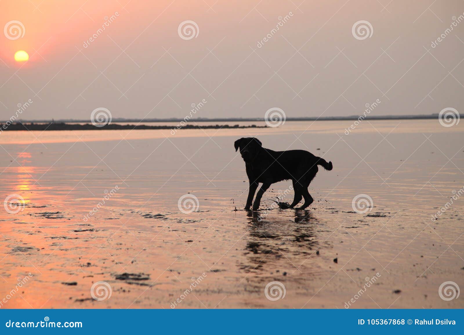 Silhouette of Black Labrador Dog Playing at the Beach Stock Photo ...