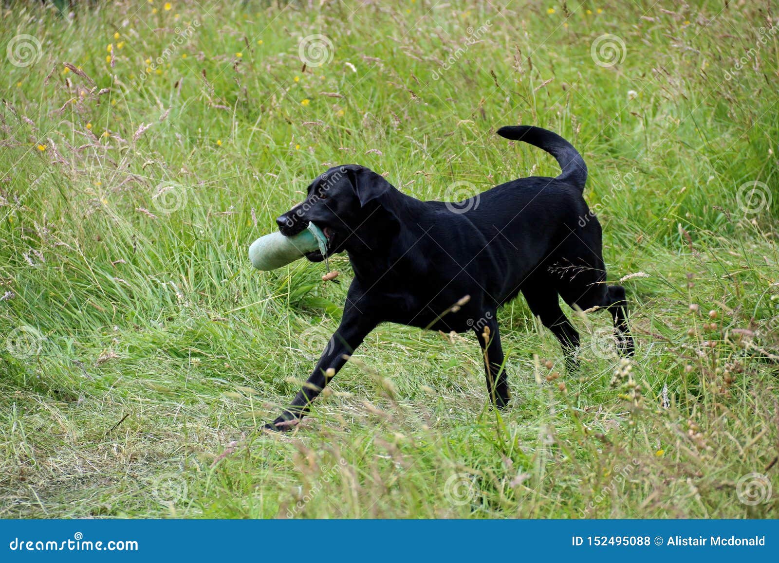 Black Labrador Retrieving a Training Dummy in a Field Stock Photo ...