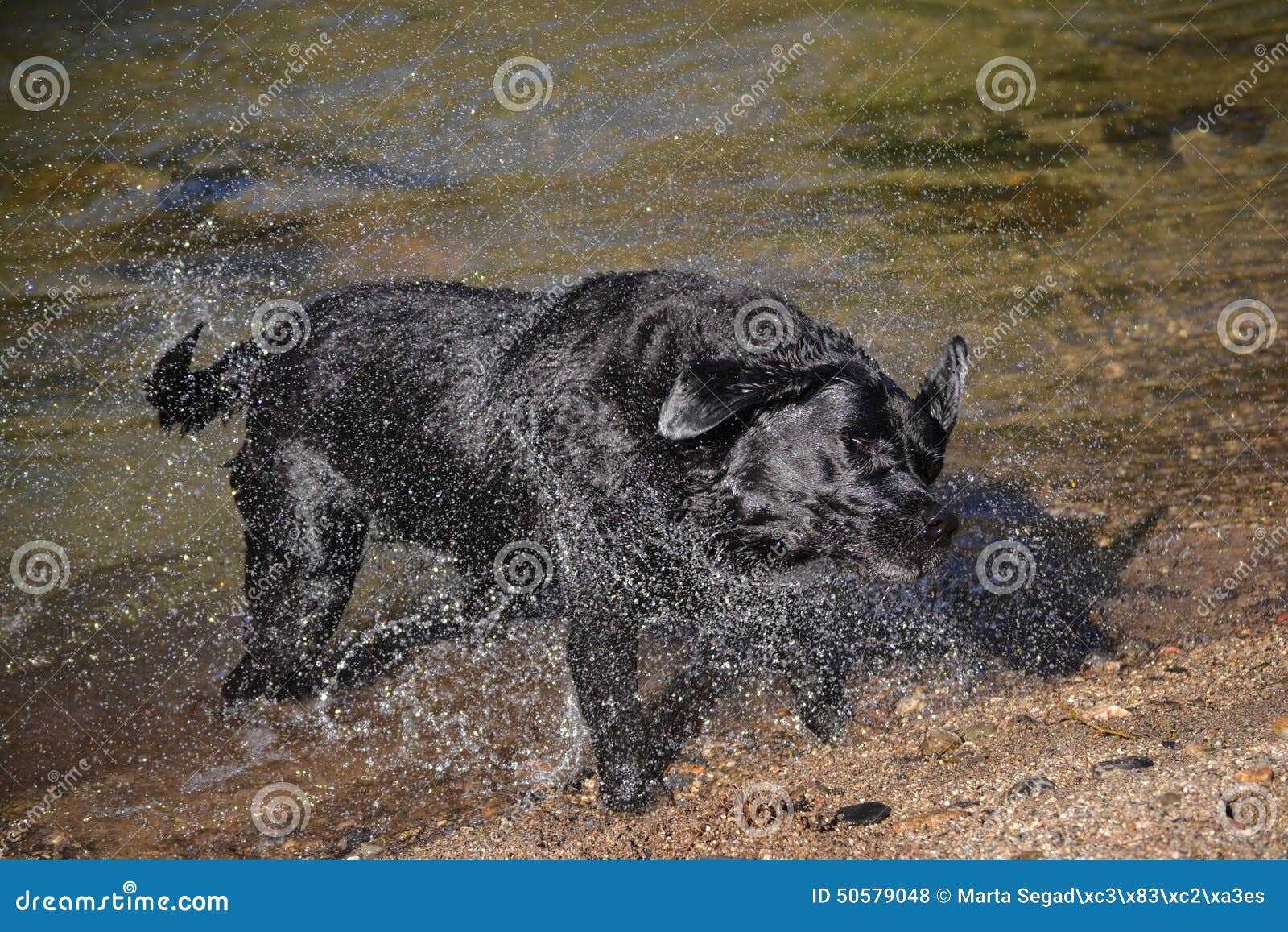 Black Labrador Dog Shakes Water Stock Photo - Image of shakes, labrador ...