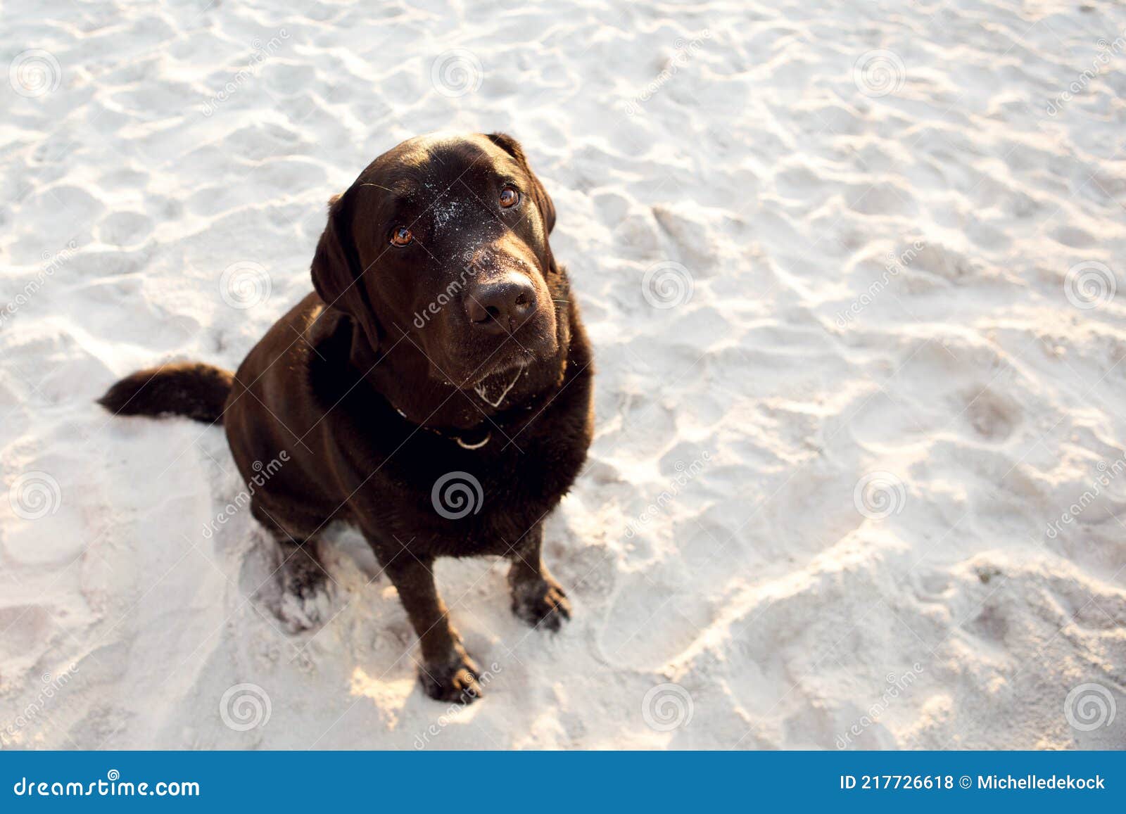A Black Labrador Dog Sitting on the Sand on the Beach. Stock Photo ...