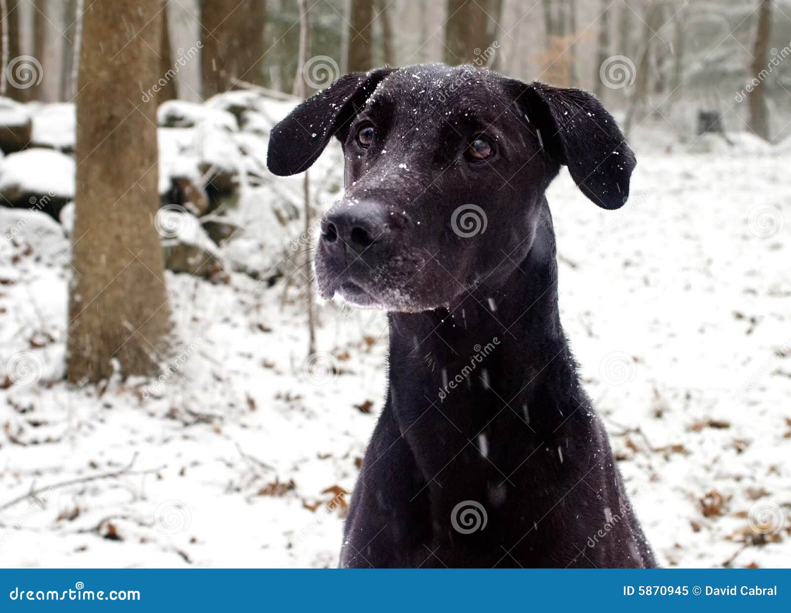 Black Labrador dog in snow stock image. Image of black - 5870945