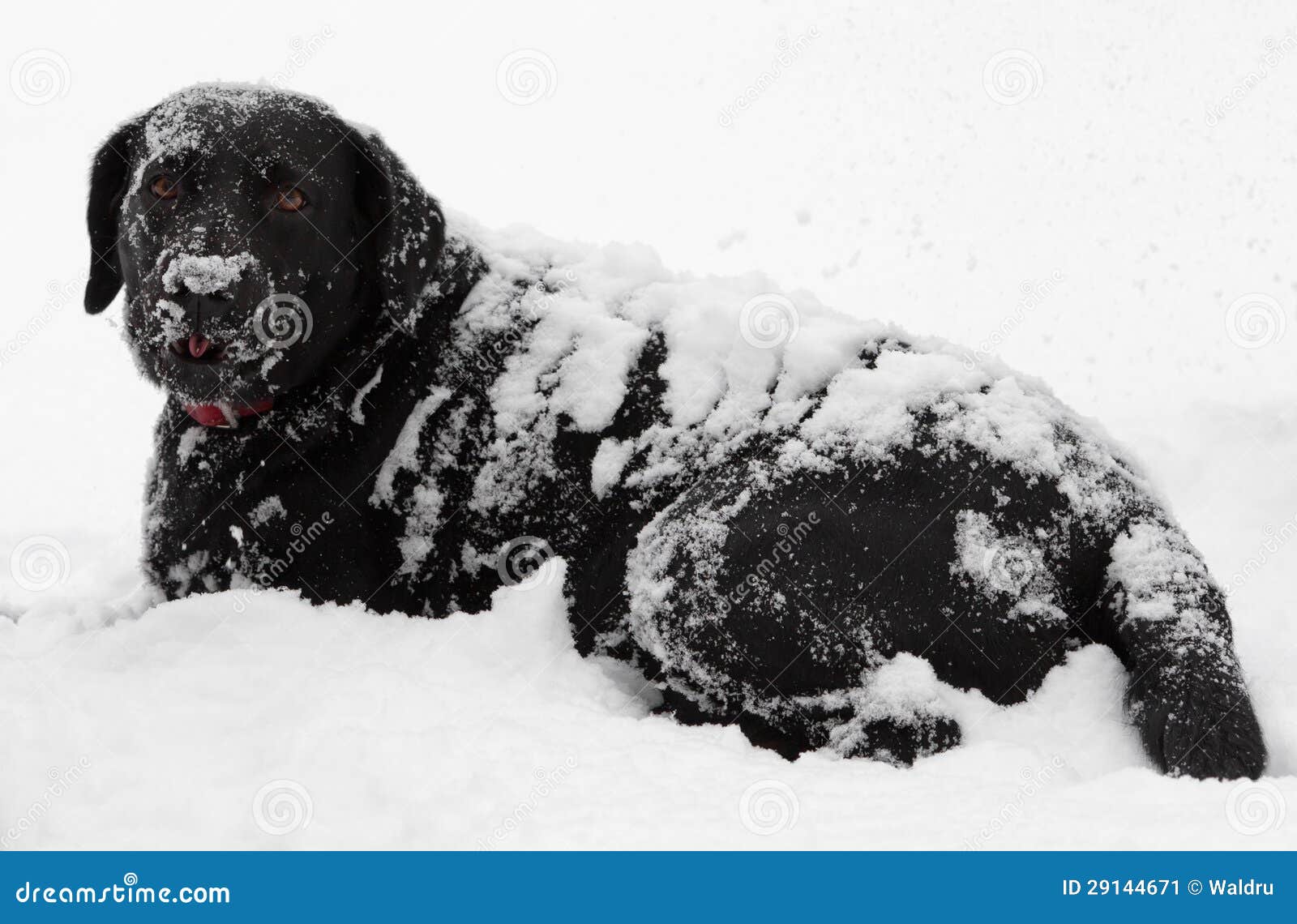 Black Labrador Dog Snow Covered Stock Image - Image of mammal, lying ...